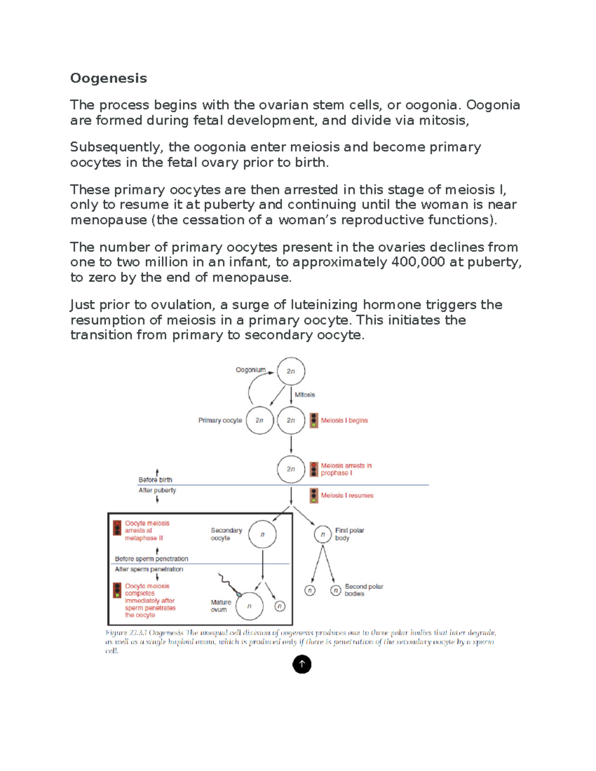Oogenesis - my notes - Anatomy - Oogenesis The process begins with the ...