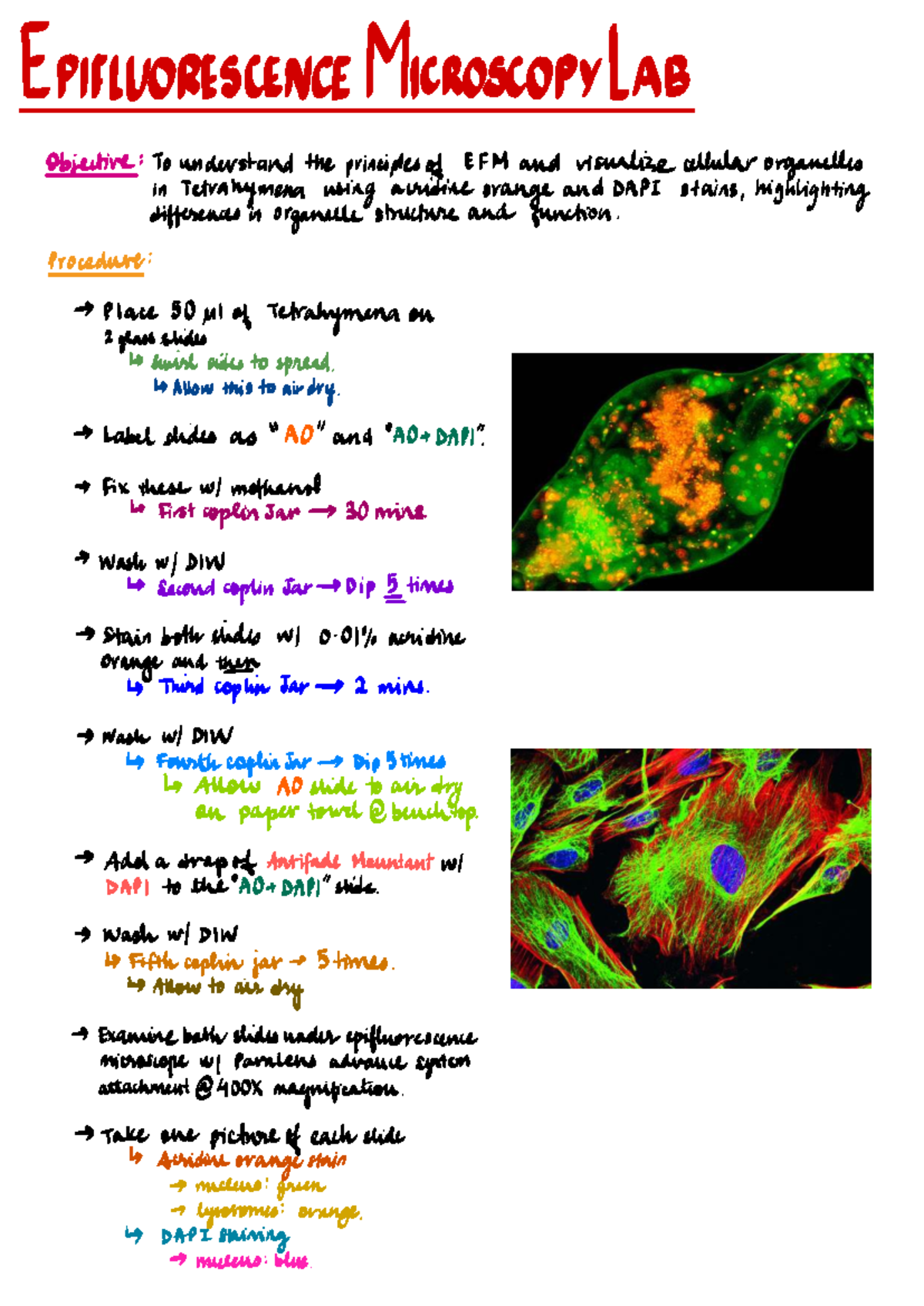 Flowcharts for Cell Biology Lab: EFM, Histology II, Centrifugation ...