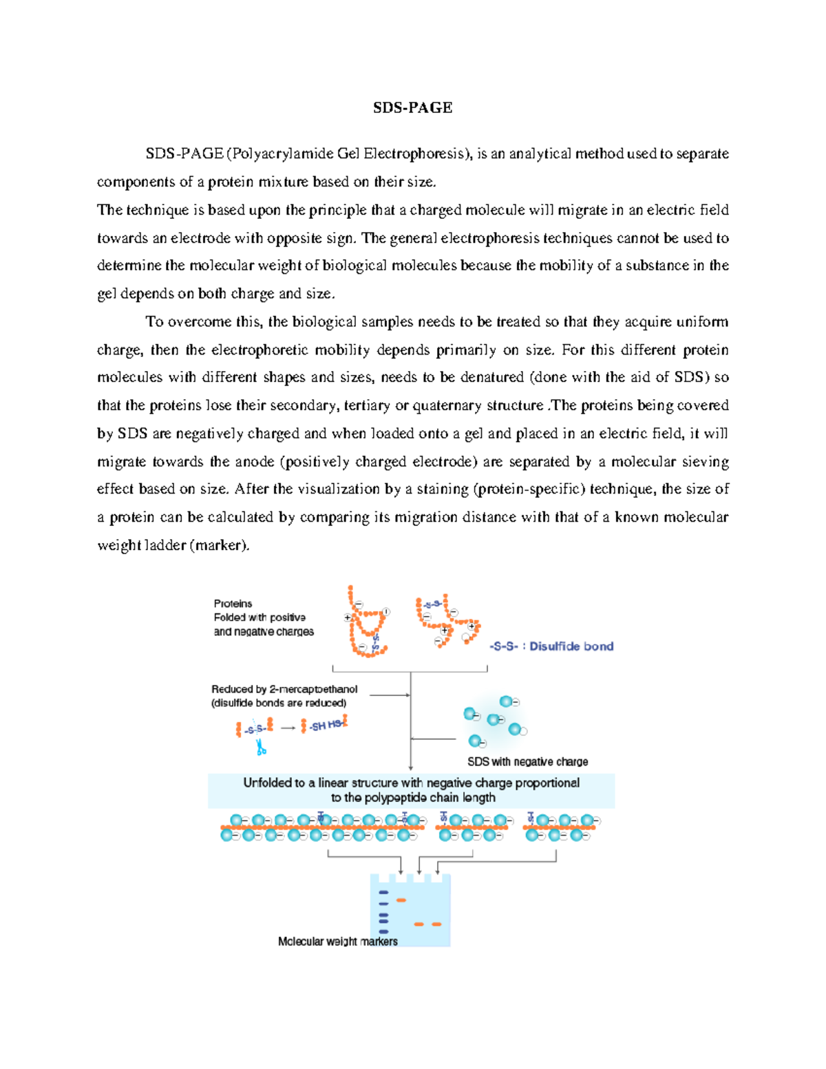 SDS-PAGE: An In-Depth Look at Protein Separation Techniques - Studocu