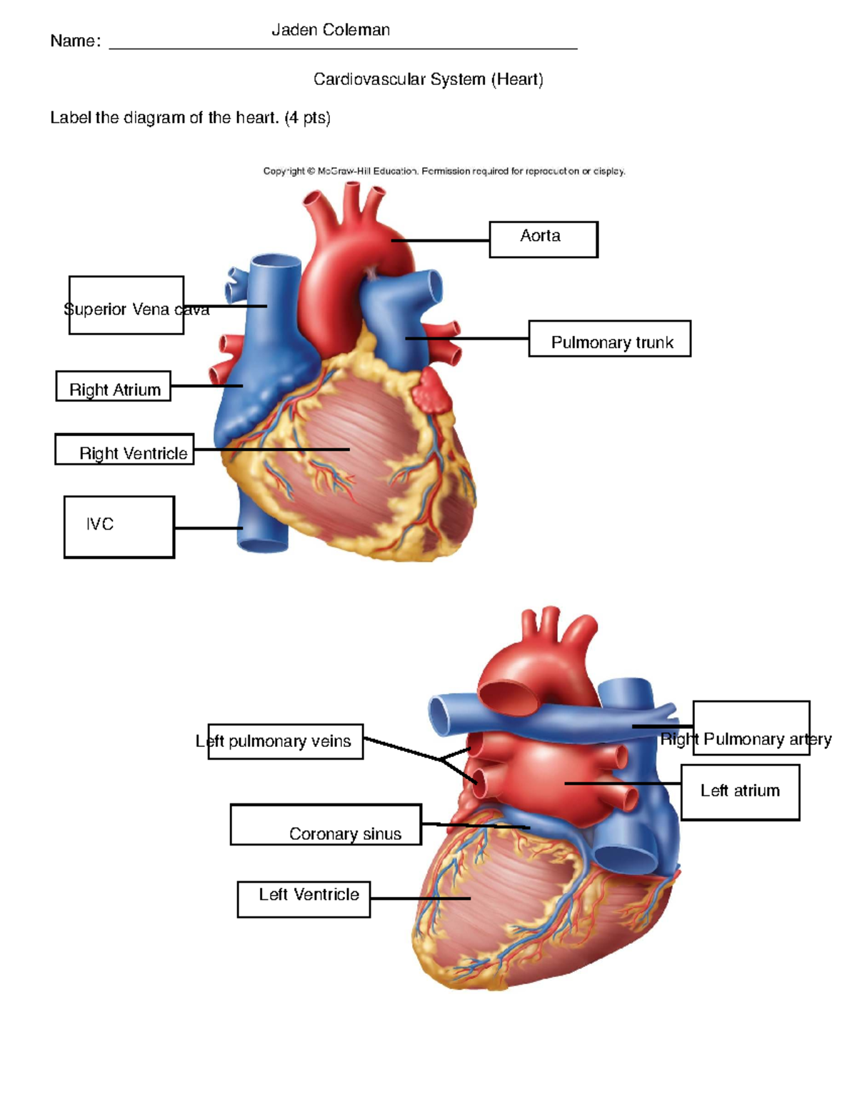 Cardiovascular System (Heart) - Diagram Labeling & Functions - Studocu