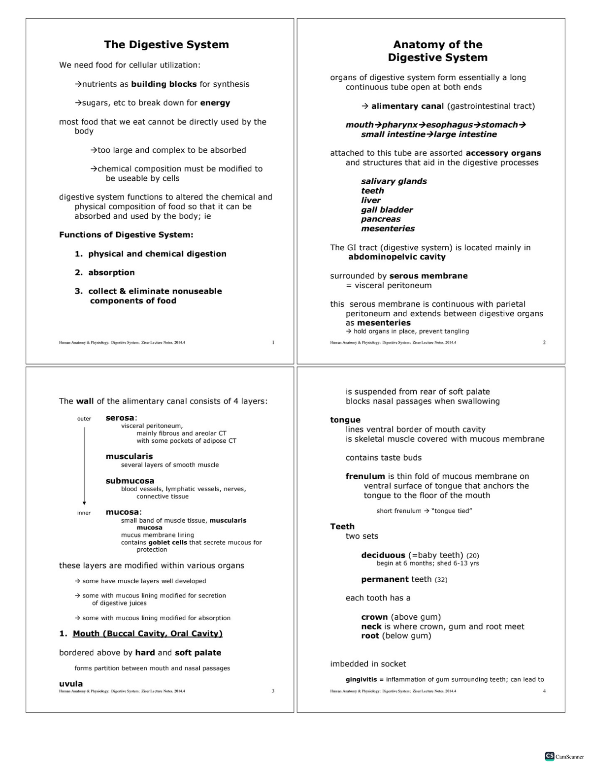 CS 2014 Digestive System Anatomy and Functions: Ziser Lecture Notes ...