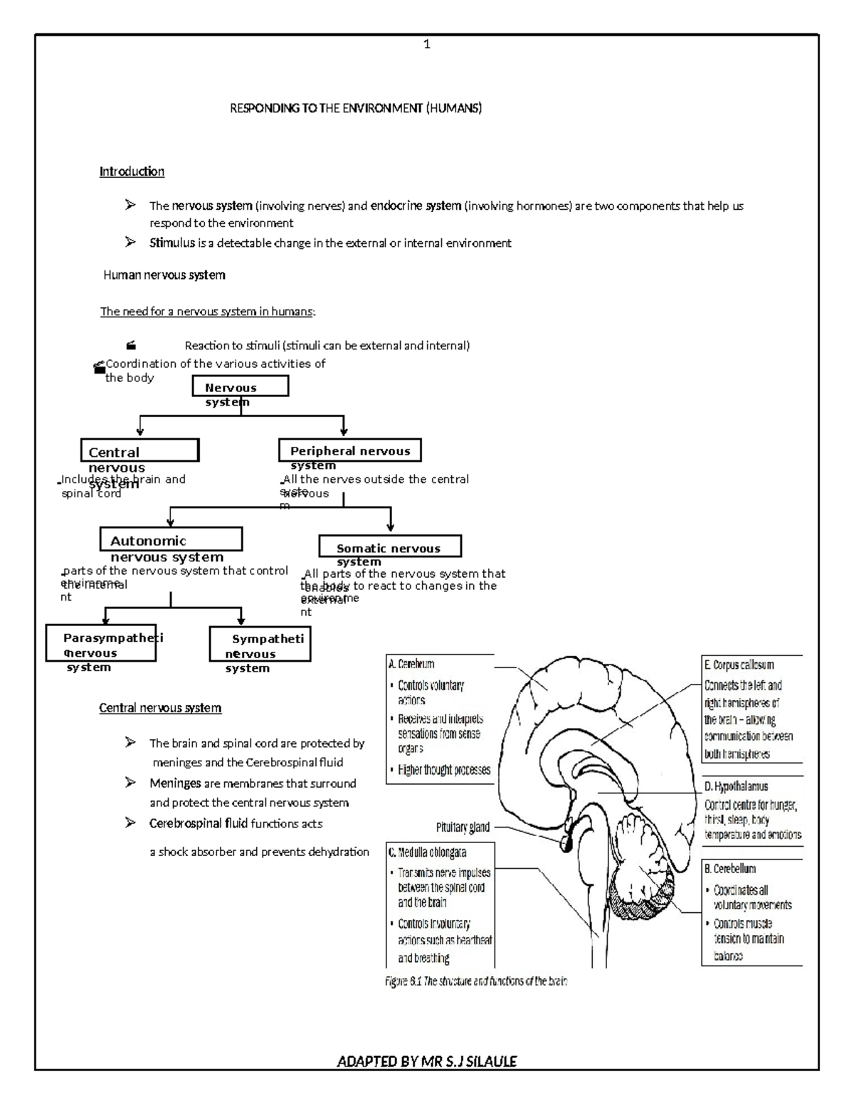 Nervous System Overview and Past Papers (BIO 101) - Studocu