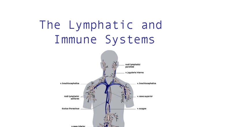 Ch20: Lymphatic & Immune Systems Overview and Functions - Studocu