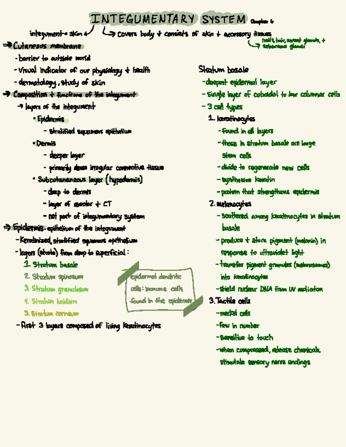 Anatomy & Physiology: INTEGUMENTARY SYSTEM Chapter 6 Notes - Studocu