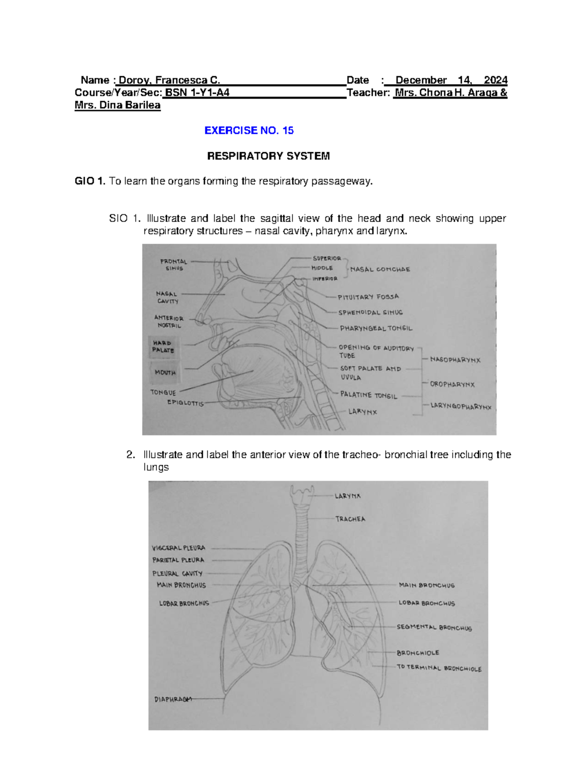 LAB Exercise: Respiratory System Overview (GIO 1 & 2) - Studocu