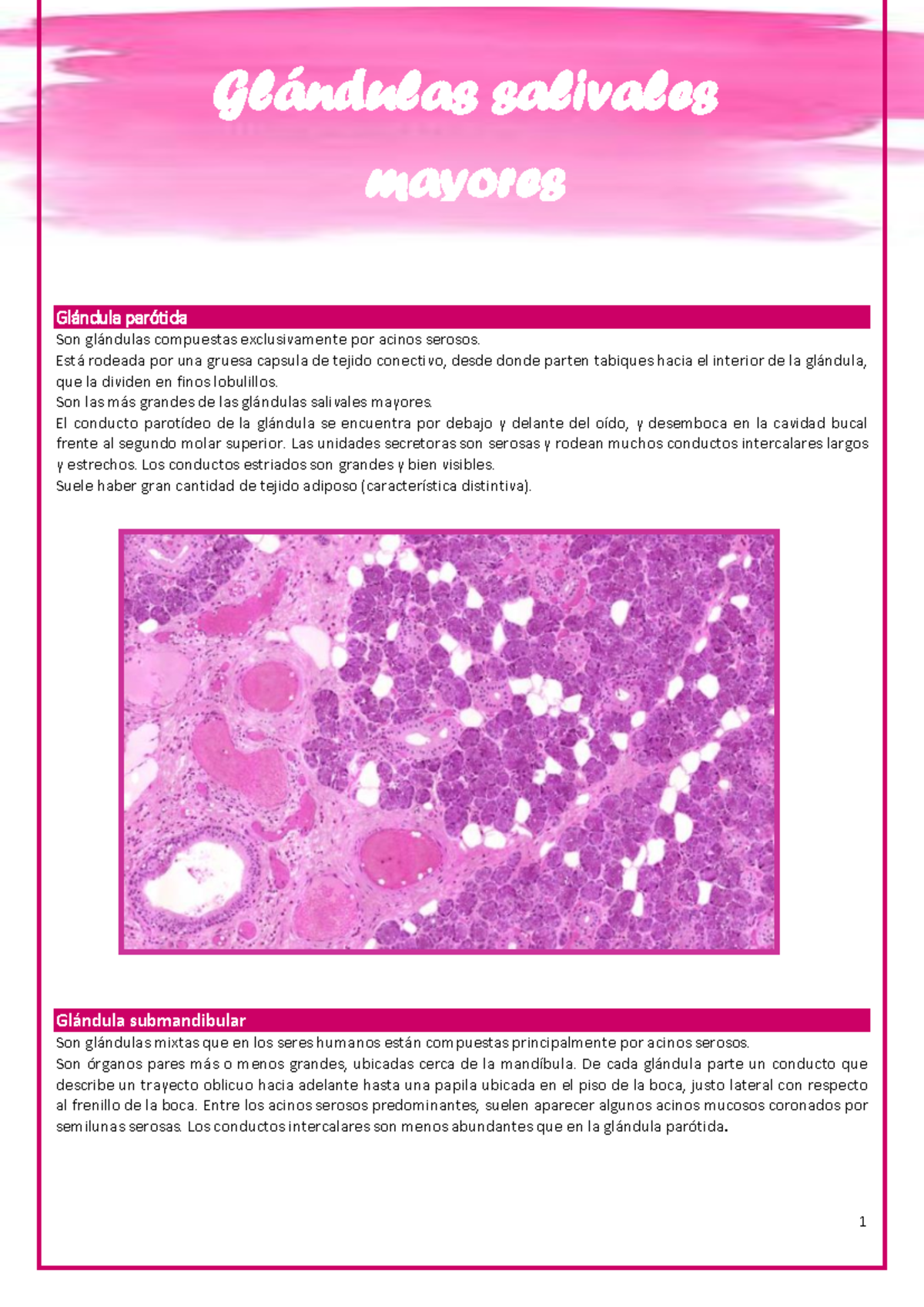 Histología De Las Glándulas Submandibulares Glándulas Salivales