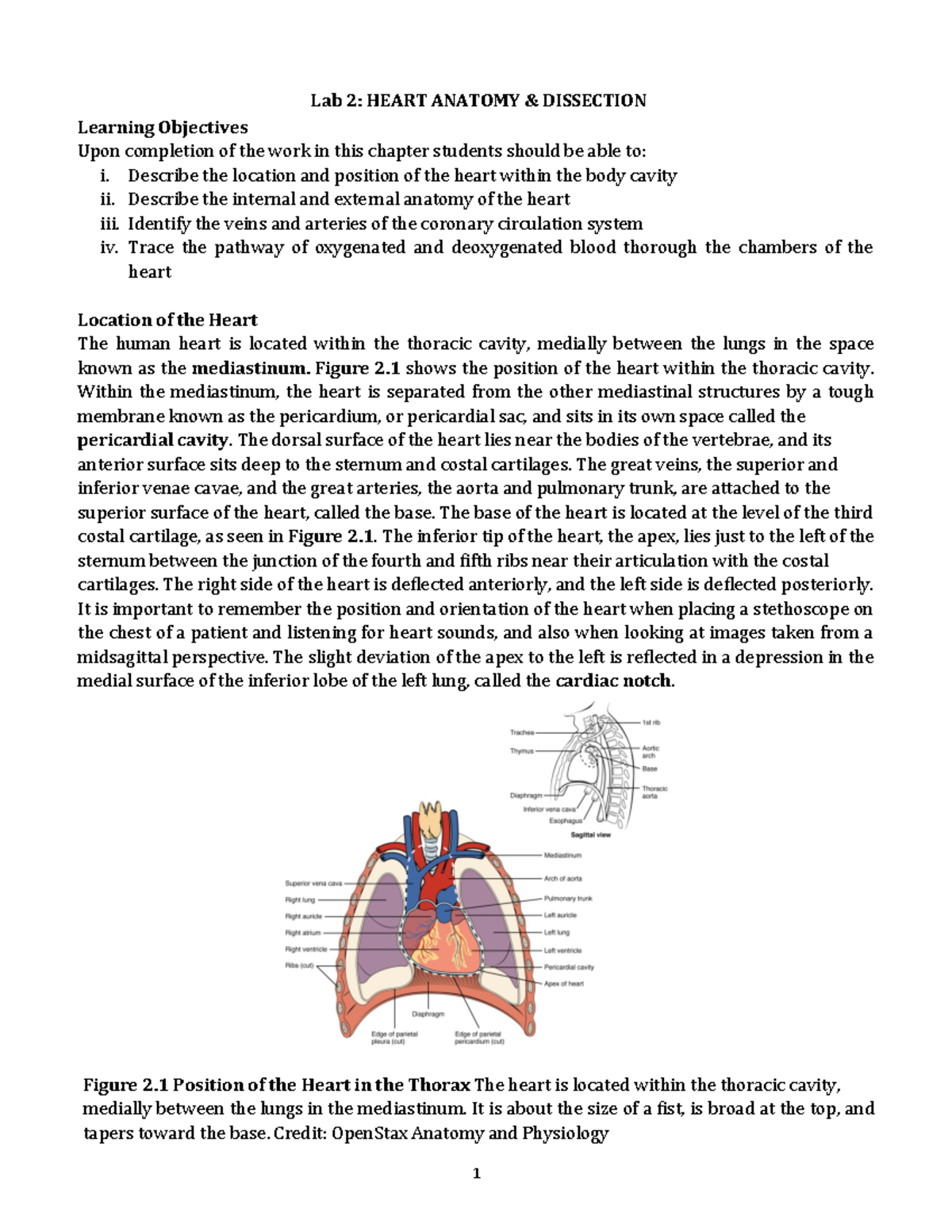 HEART ANATOMY & DISSECTION: Lab 2 Notes and Objectives - Lab 2: HEART ...