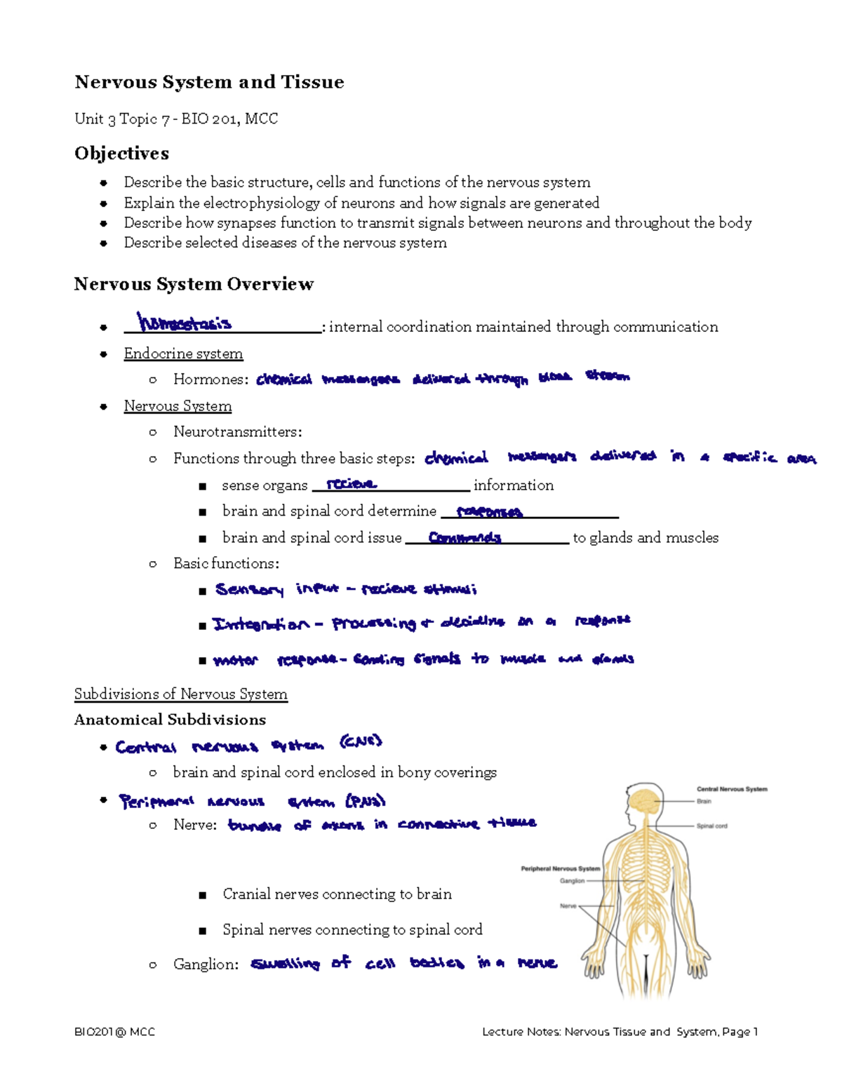 BIO 201 Lecture Notes: Overview of Nervous System and Tissues - Studocu