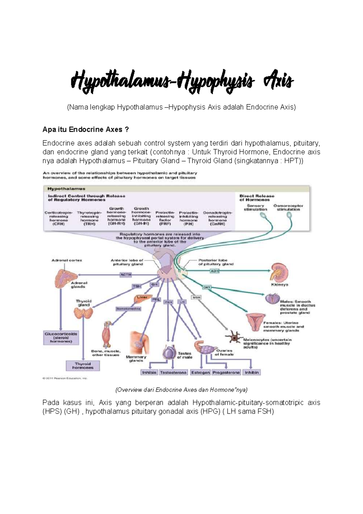 Endocrine Axes and the Hypothalamus-Hypophysis Axis Study Guide - Studocu