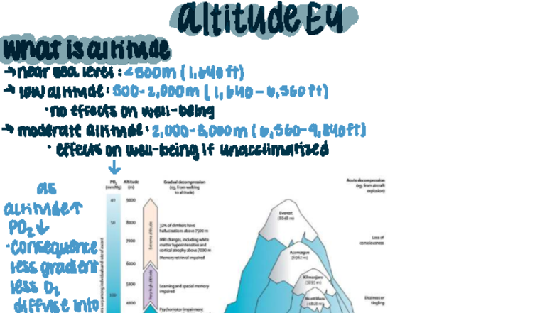 Physiological Adaptations to High Altitude: A Comprehensive Overview ...