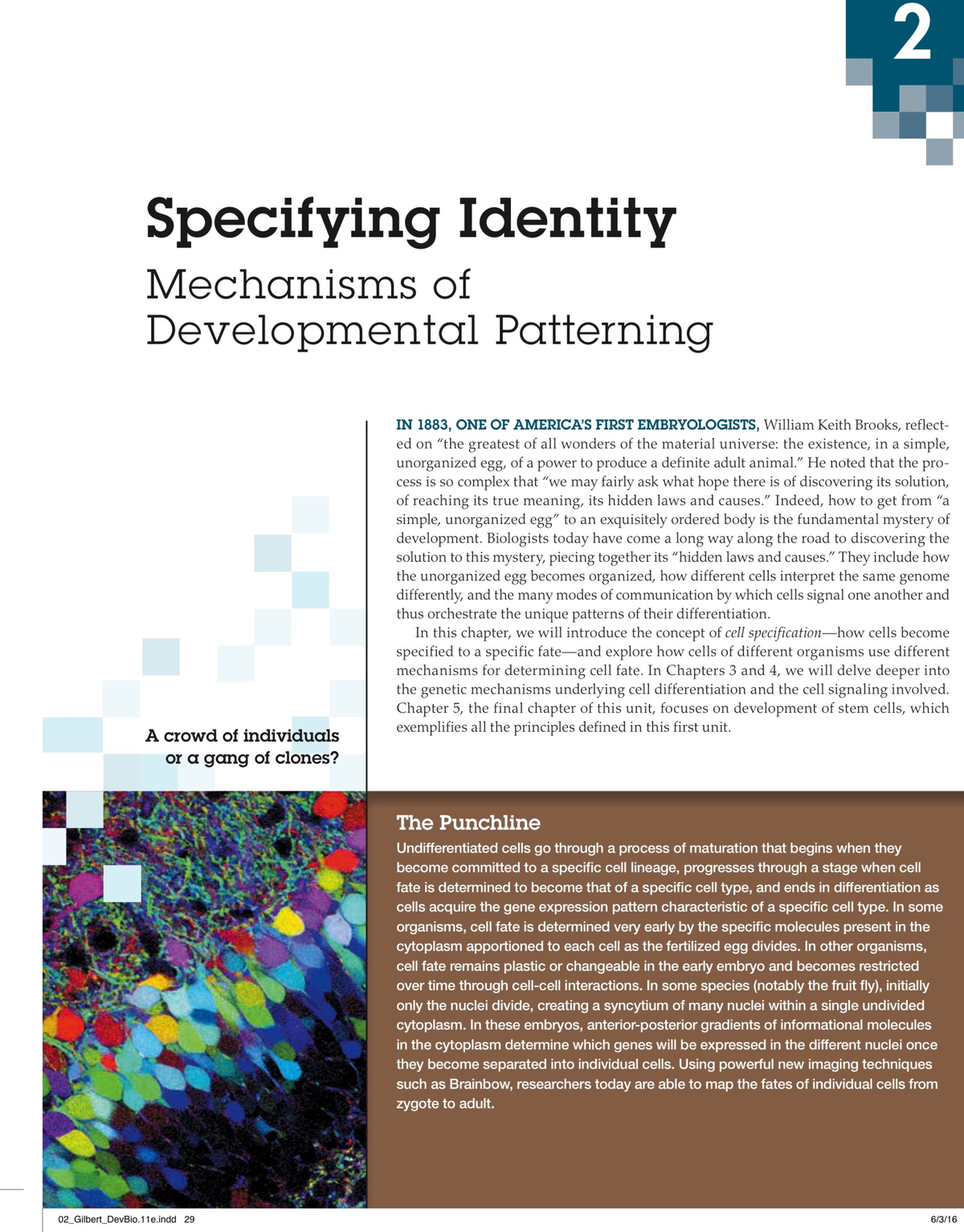 BIOL435 Chapter 2 Specifying identity - 2 Specifying Identity ...