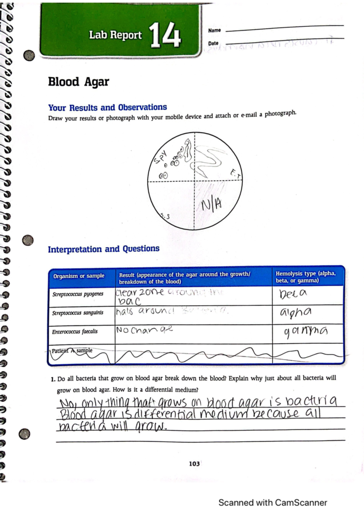 Lab report for bio - 14 Name Lab Report Date 17 Blood Agar Your Results ...