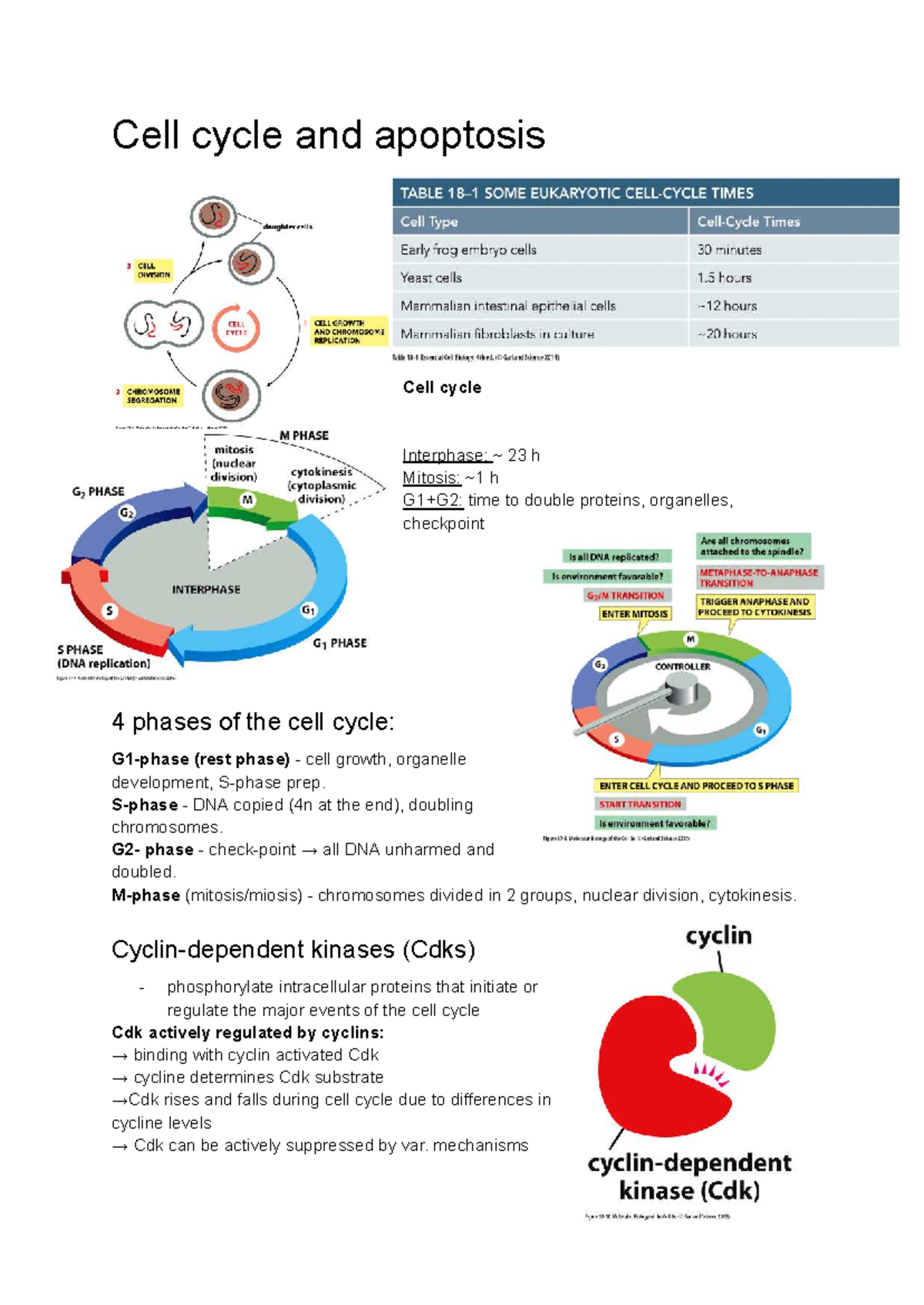 Cell Biology Week 6: Cell Cycle & Apoptosis Overview - Studeersnel