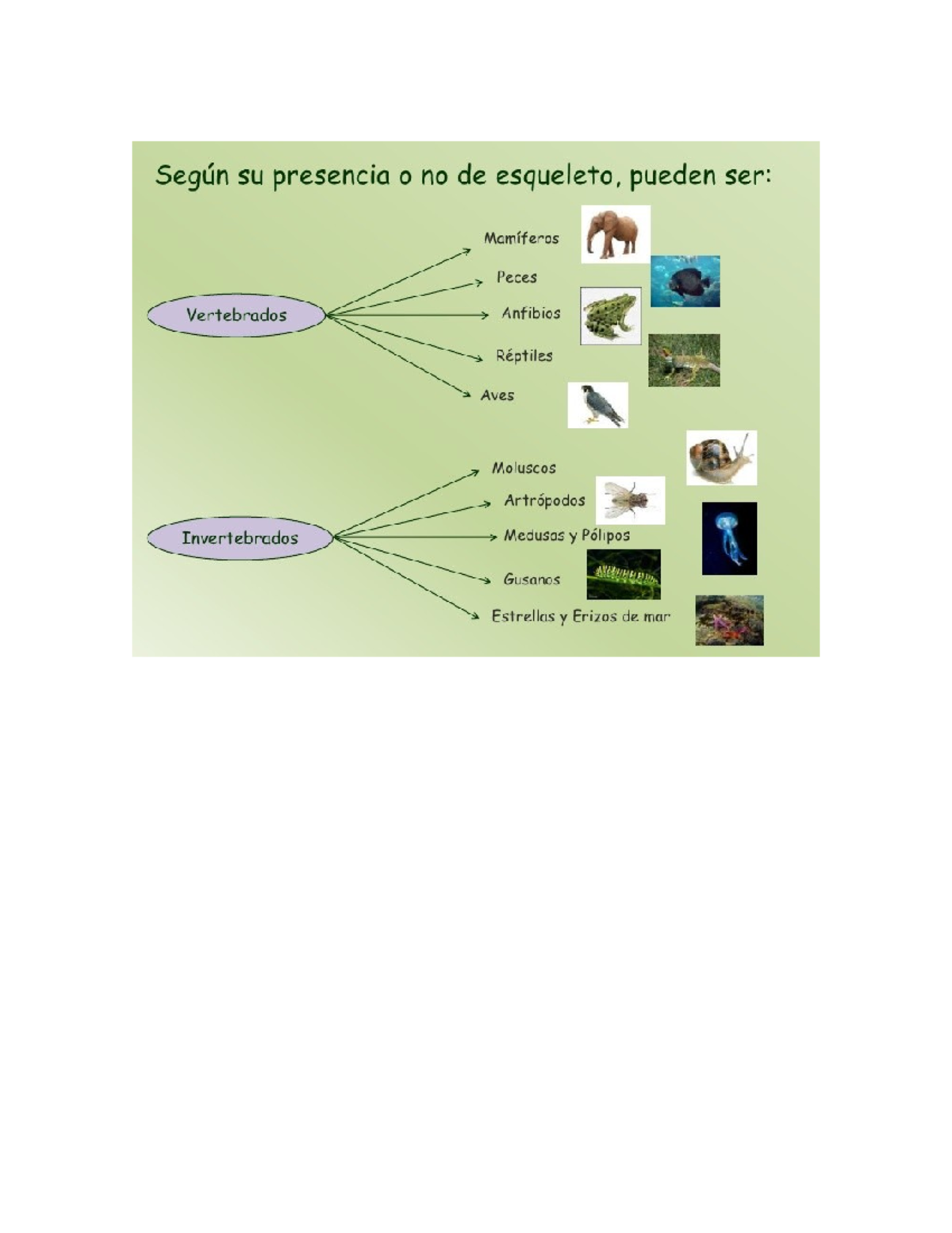 Ciencia: Actividades de Clasificación y Alimentación de Animales - Studocu
