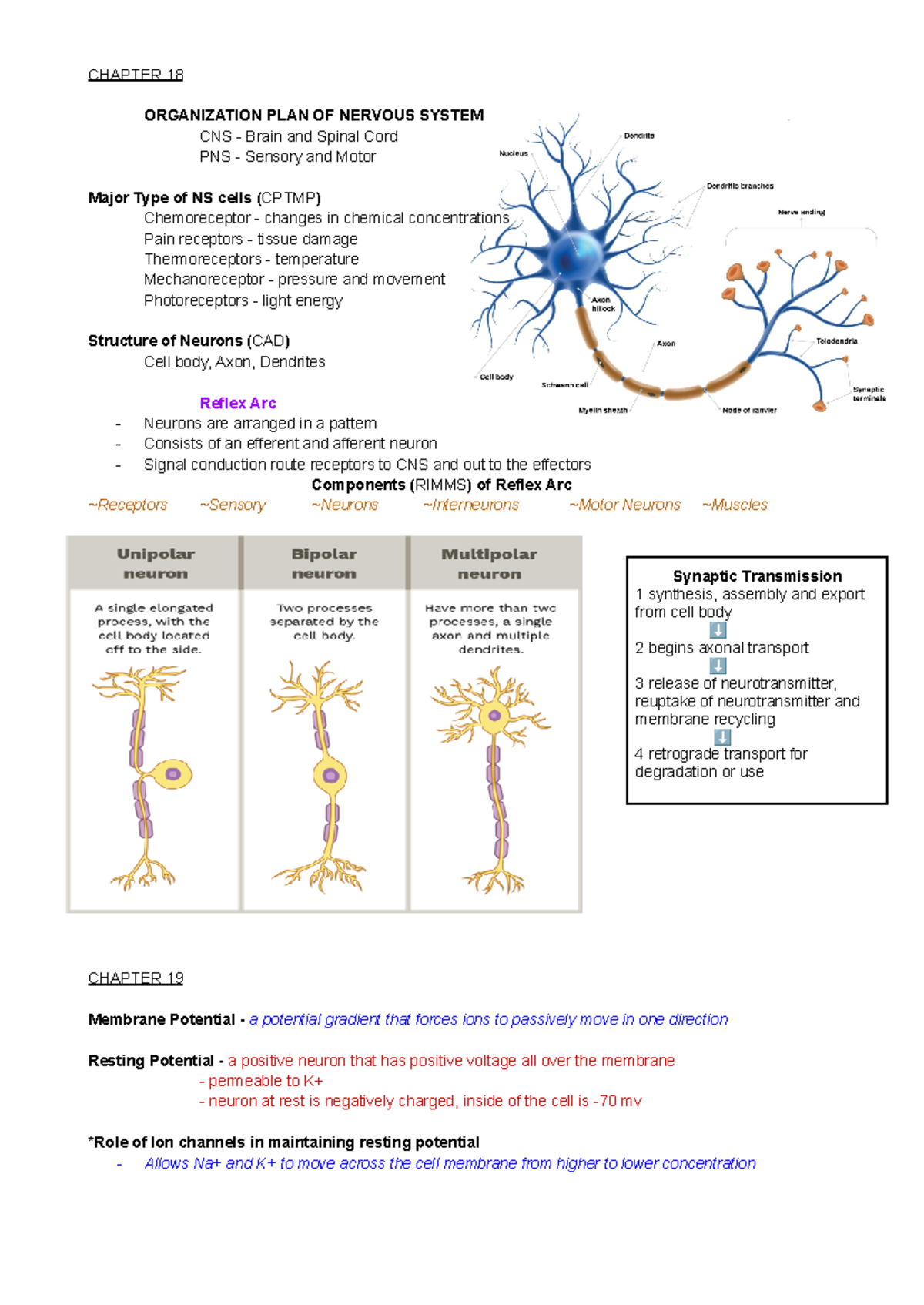 ANPY-Unit3 - Comprehensive Nervous System Review Guide - Studocu