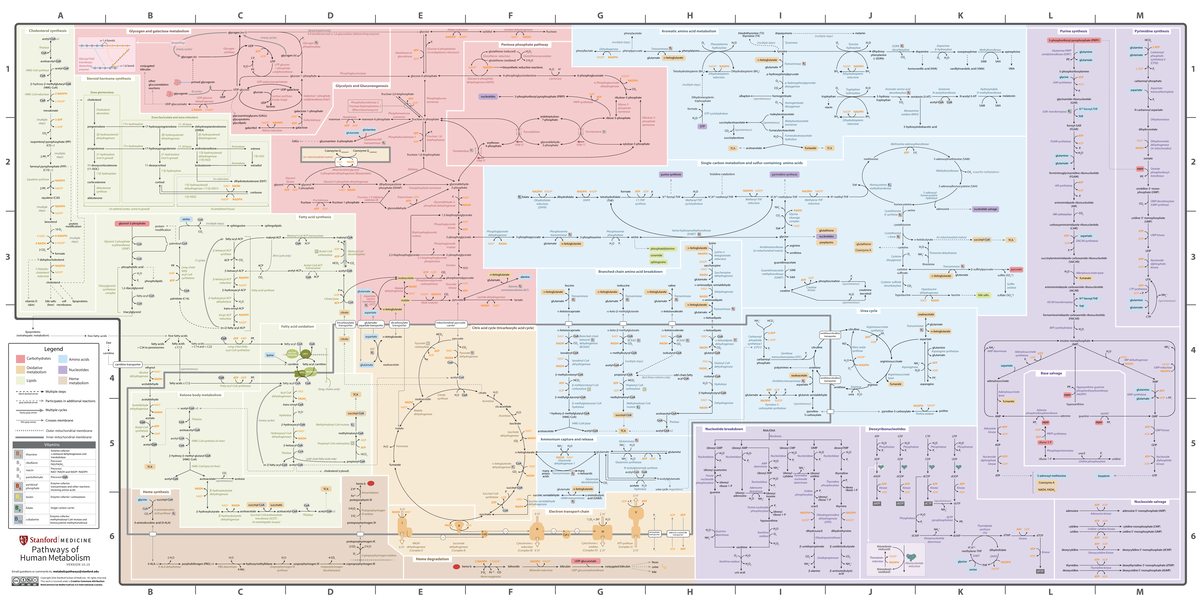 Metabolic map 1 - Urea cycle Branched chain amino acid breakdown ...