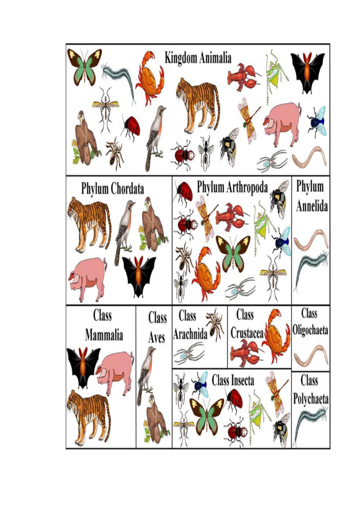 Zoology Laboratory Manual 1: Exploring Microscopes and Animal Cells ...