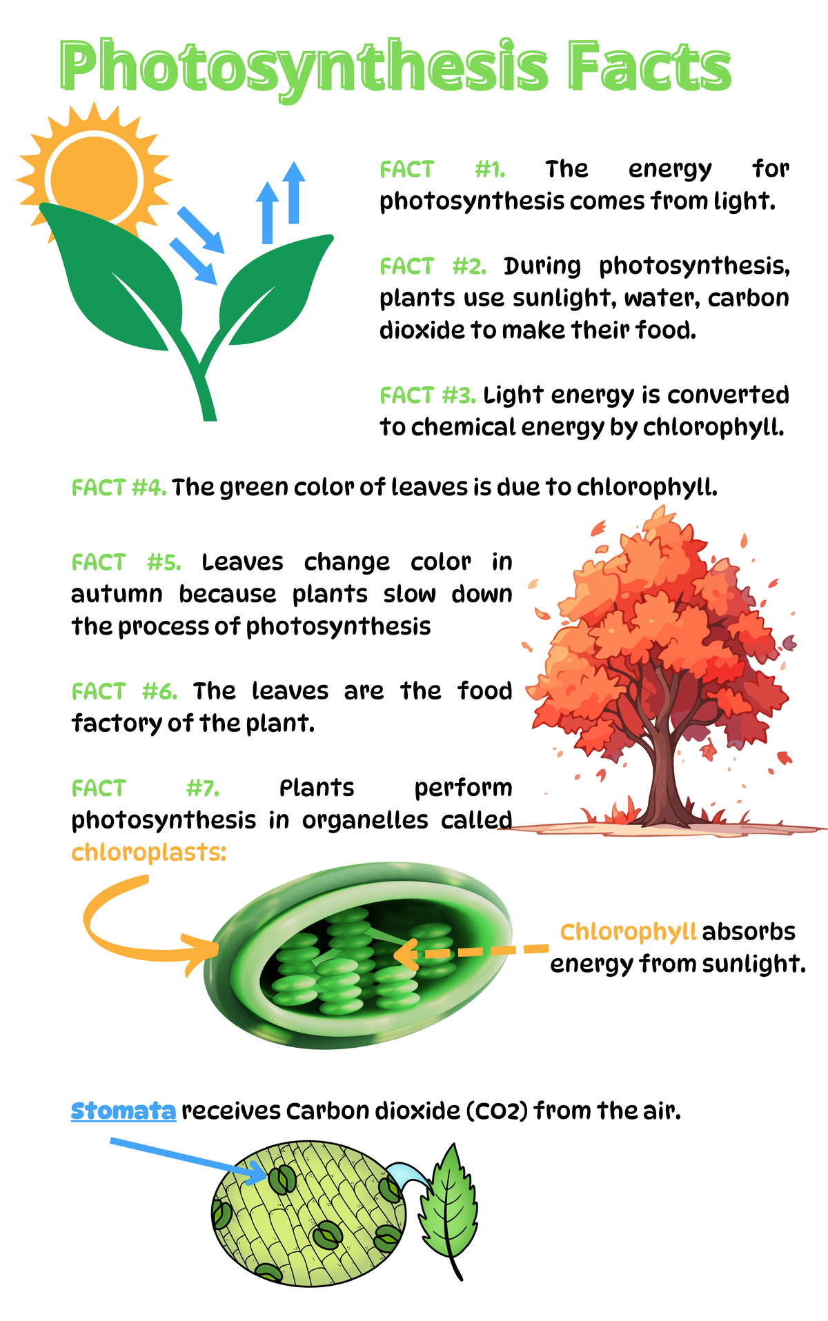 Photosynthesis Facts - FACT #4. The green color of leaves is due to ...