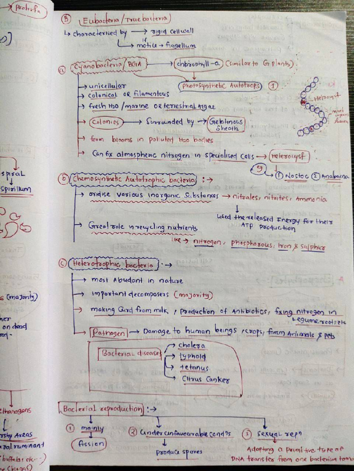 Biology Notes (BIO101) - Protists and Bacteria Study Guide - Studocu