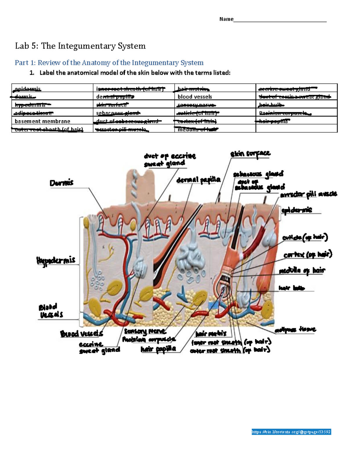 Lab 5 Part 1: Anatomy of the Integumentary System Overview - Studocu