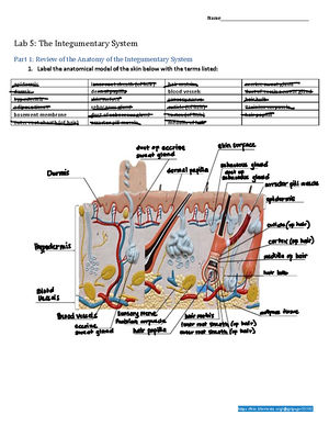 Lab 2-The Microscope Worksheet - Lab Exercise 2: The Microscope Lab ...