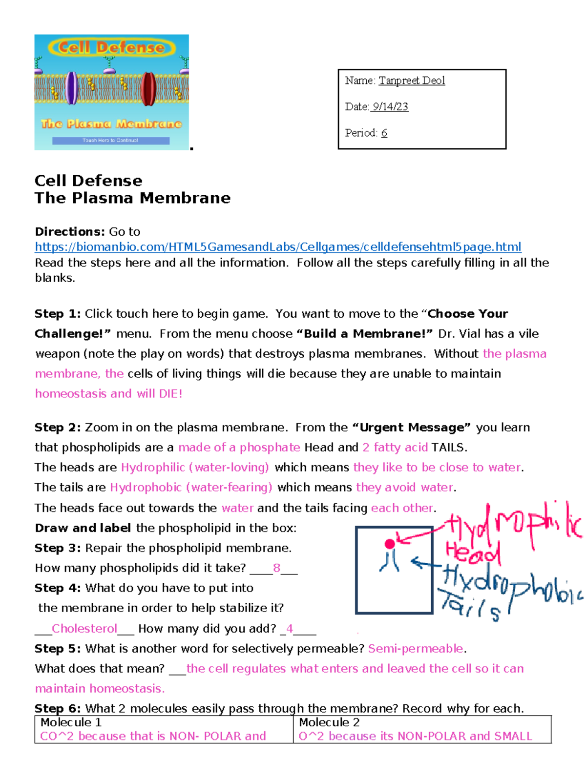 Cell Membranes & Transport: Cell Defense Overview & Activities - Studocu