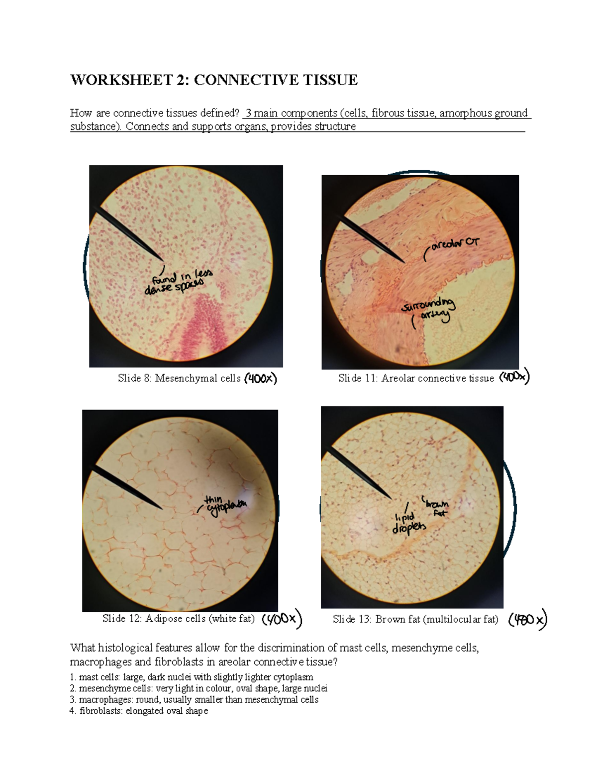 Lab 2 Worksheet: Connective Tissue Overview and Histology - Studocu