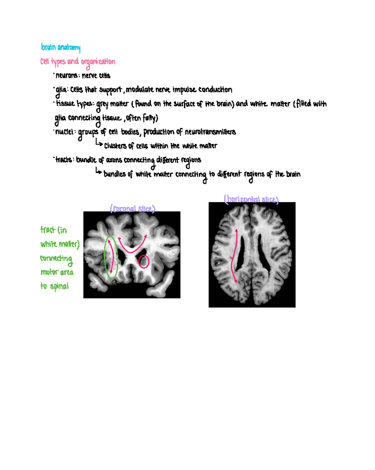 PSYC 445 Lecture Notes: Brain Anatomy, Neurons, and Connectivity - Studocu