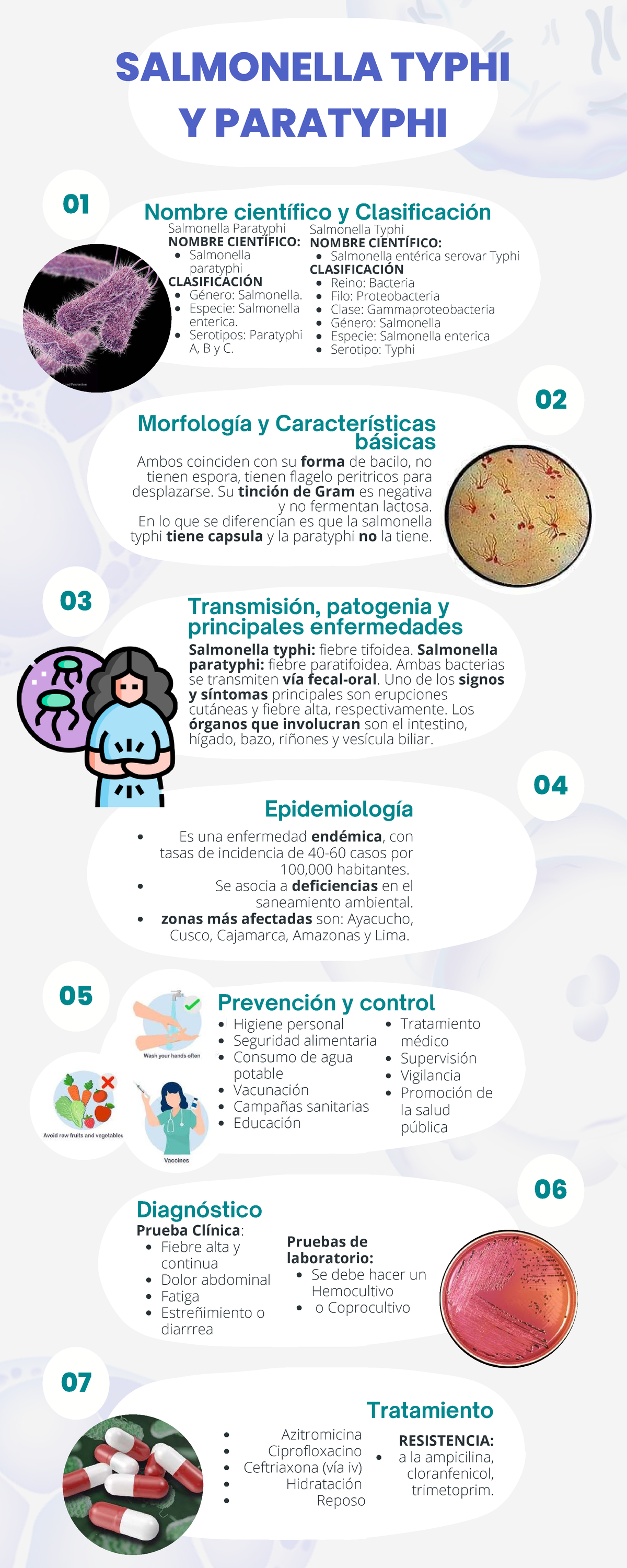 BIOL 1108 Trabajo 06: Infografía sobre Salmonella Typhi y Paratyphi ...
