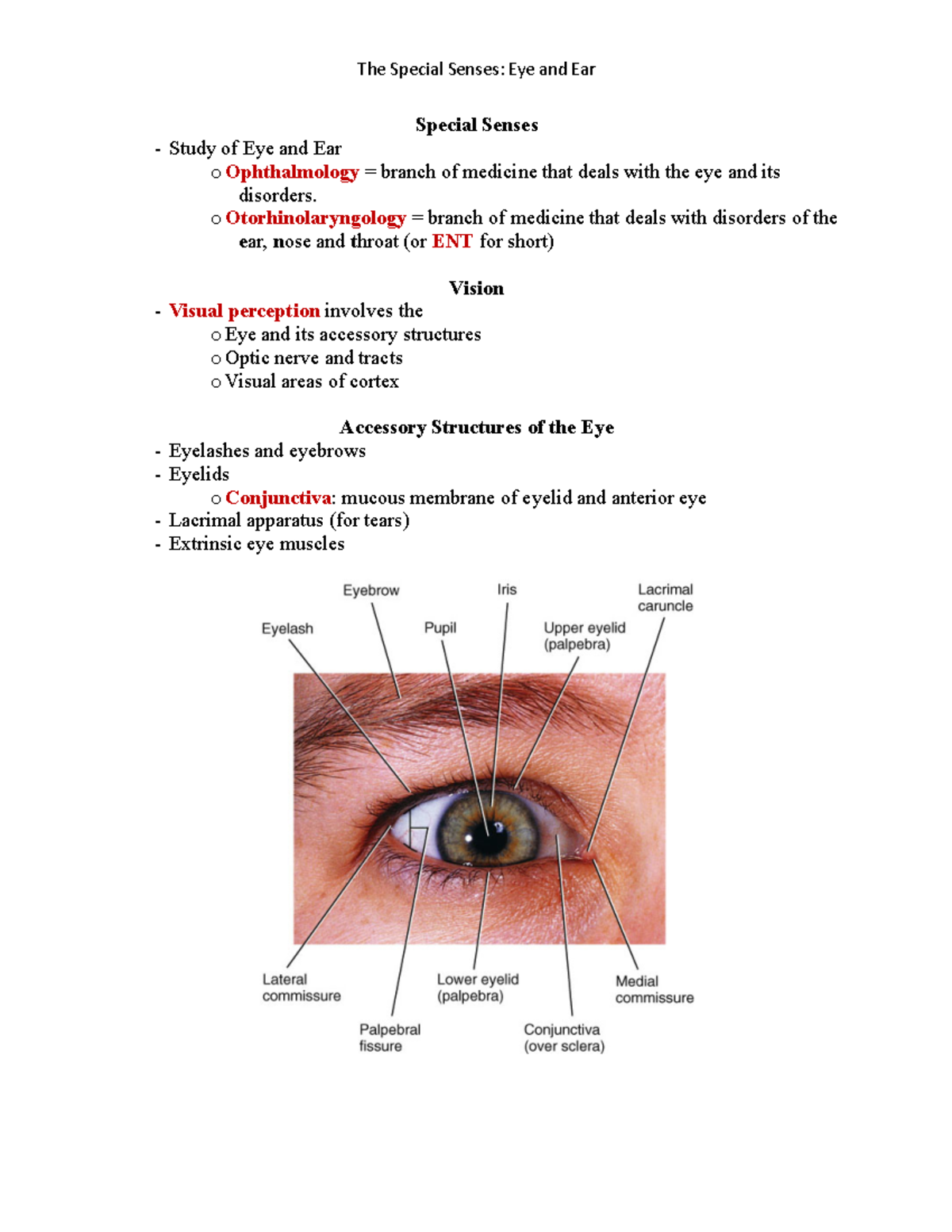 Special Senses (Anatomy) - Special Senses Study of Eye and Ear o ...