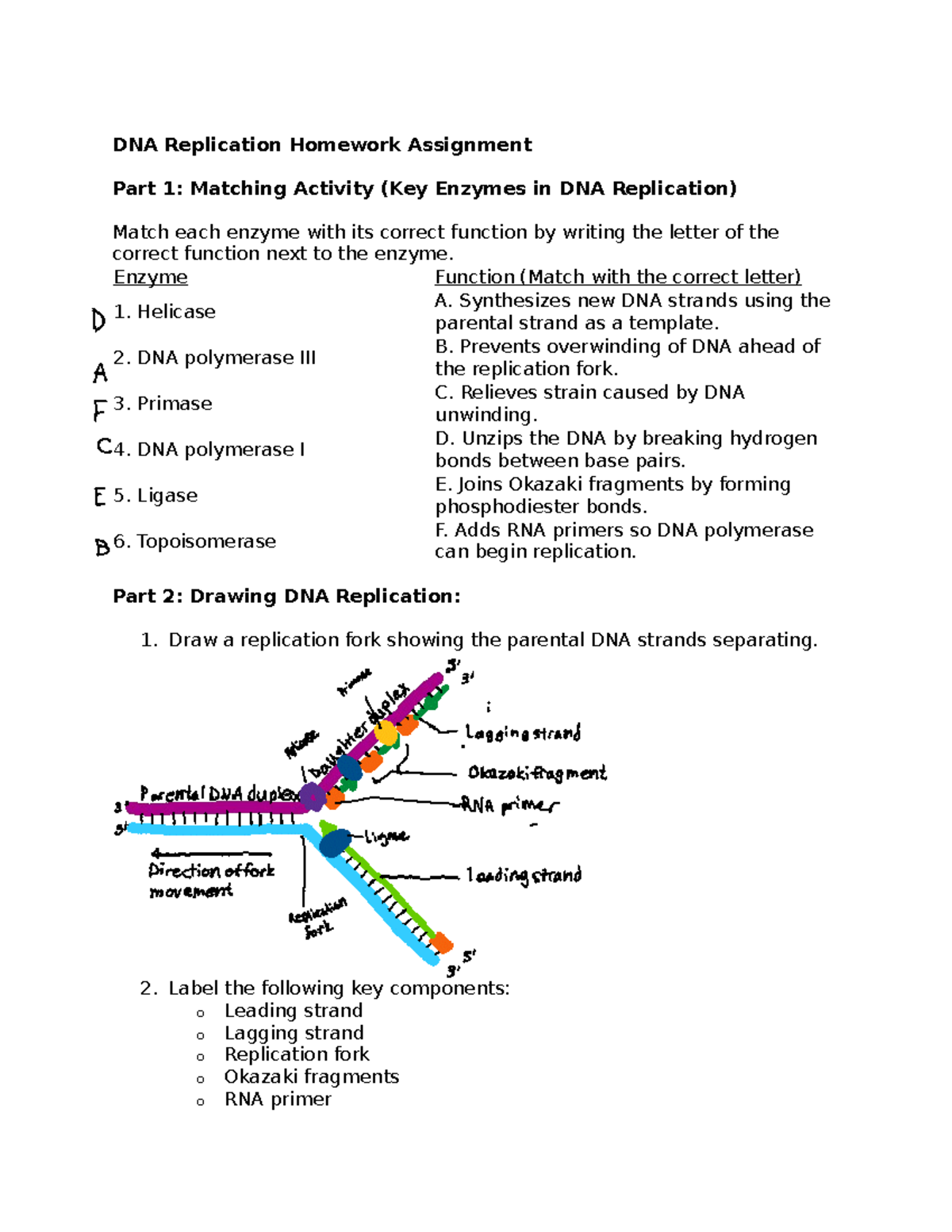 Homework- DNA Replication - DNA Replication Homework Assignment Part 1 ...