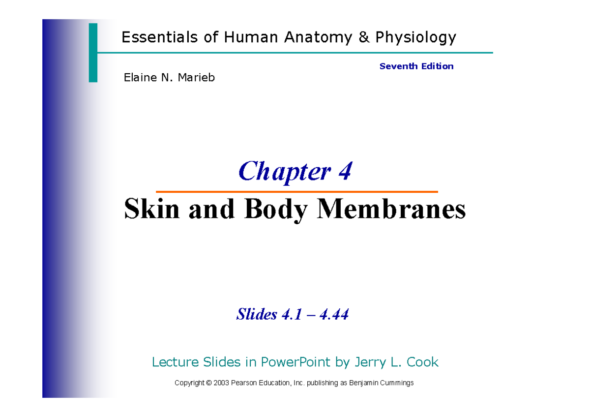 Skin and Body Membranes: Chapter 4 Notes for A&P (Human Anatomy) - Studocu