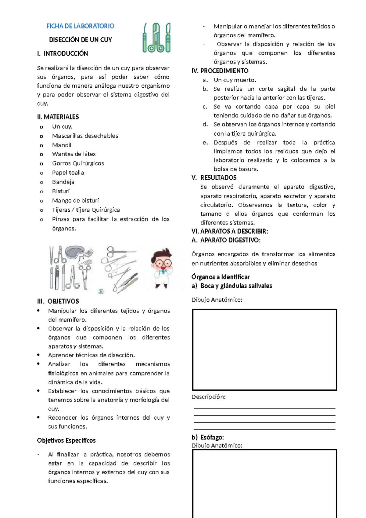 FICHA DE LABORATORIO: DISECCIÓN DE UN CUY - ANÁLISIS Y RESULTADOS - Studocu