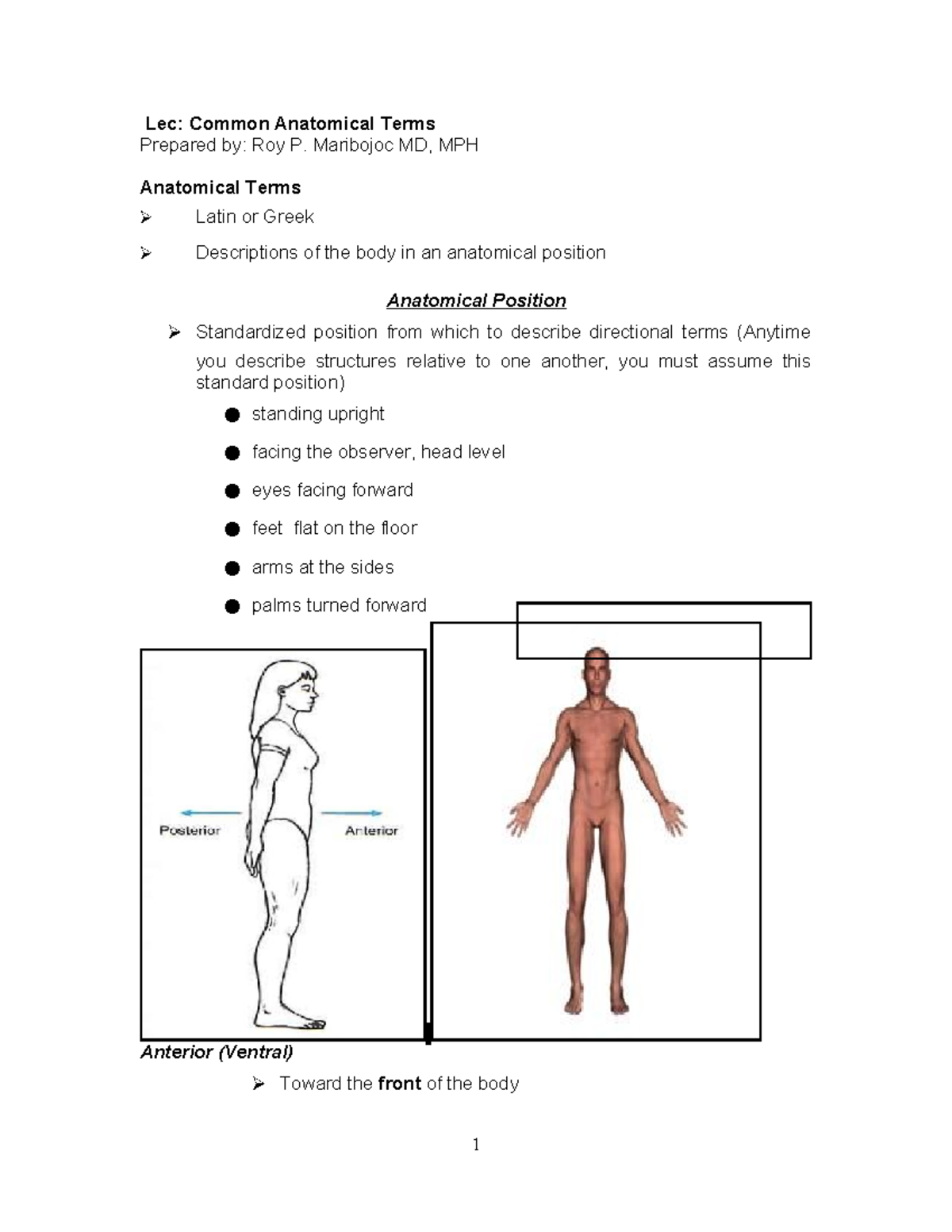 Lec: Common Anatomical Terms Overview and Definitions - Studocu