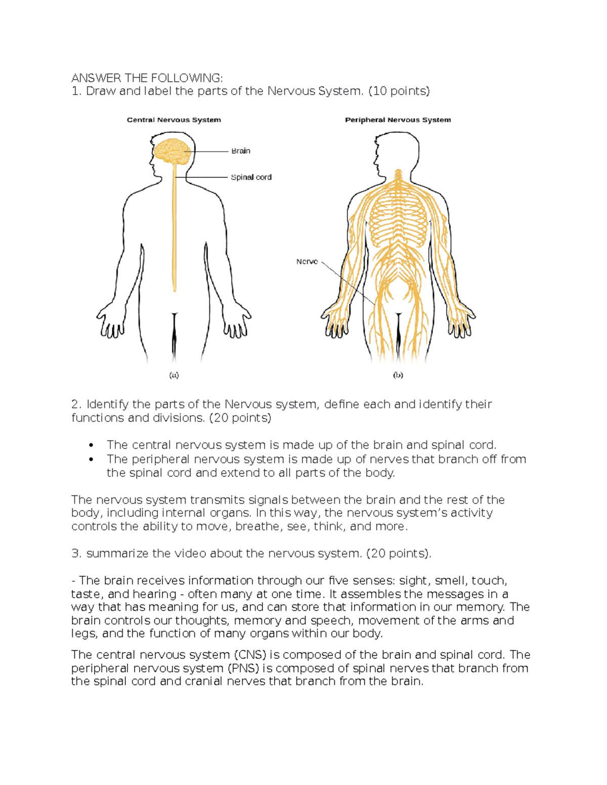Nervous System Overview and Functions: Activity Worksheet - Studocu