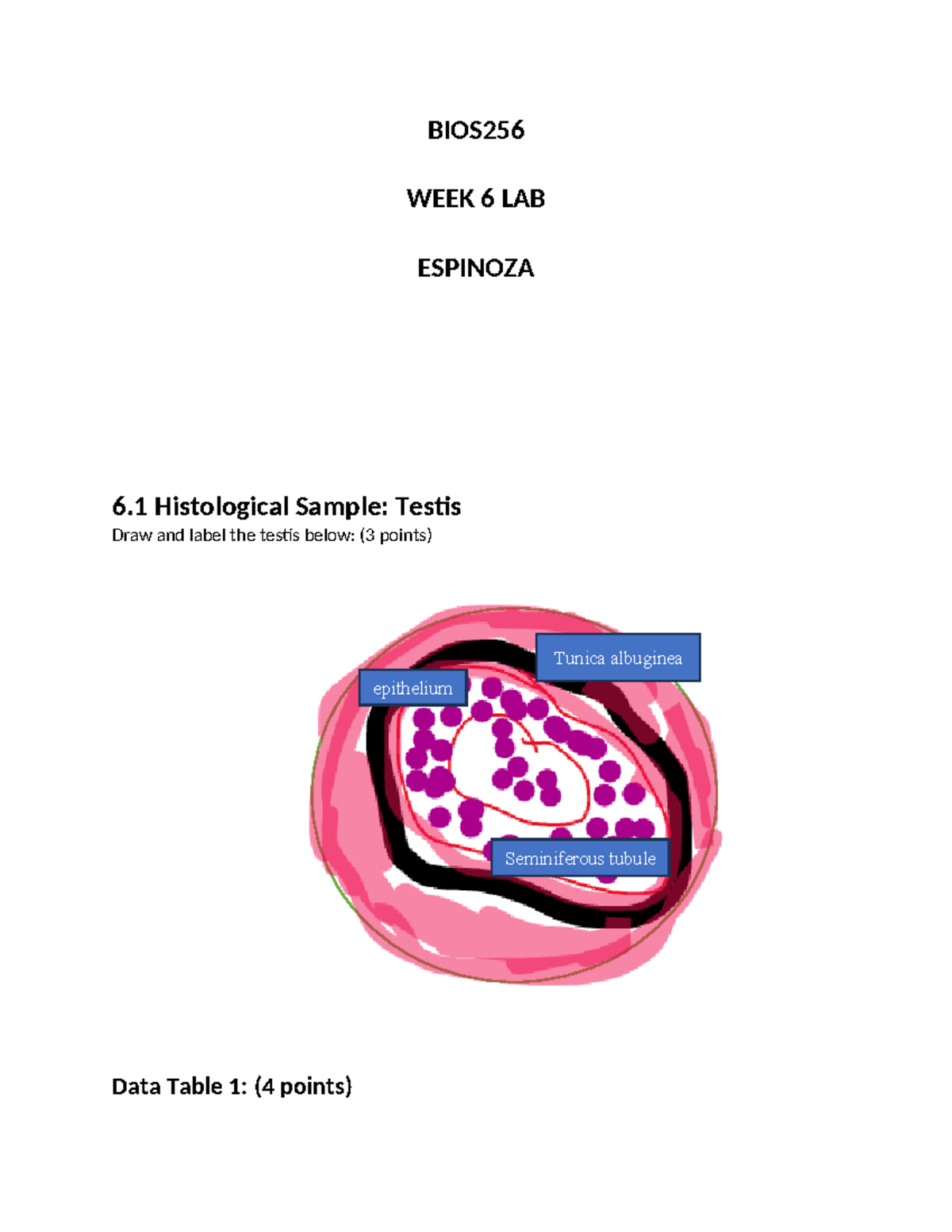 BIOS256 WEEK 6 LAB: Histological Samples of Testis, Ovary, and Uterus ...