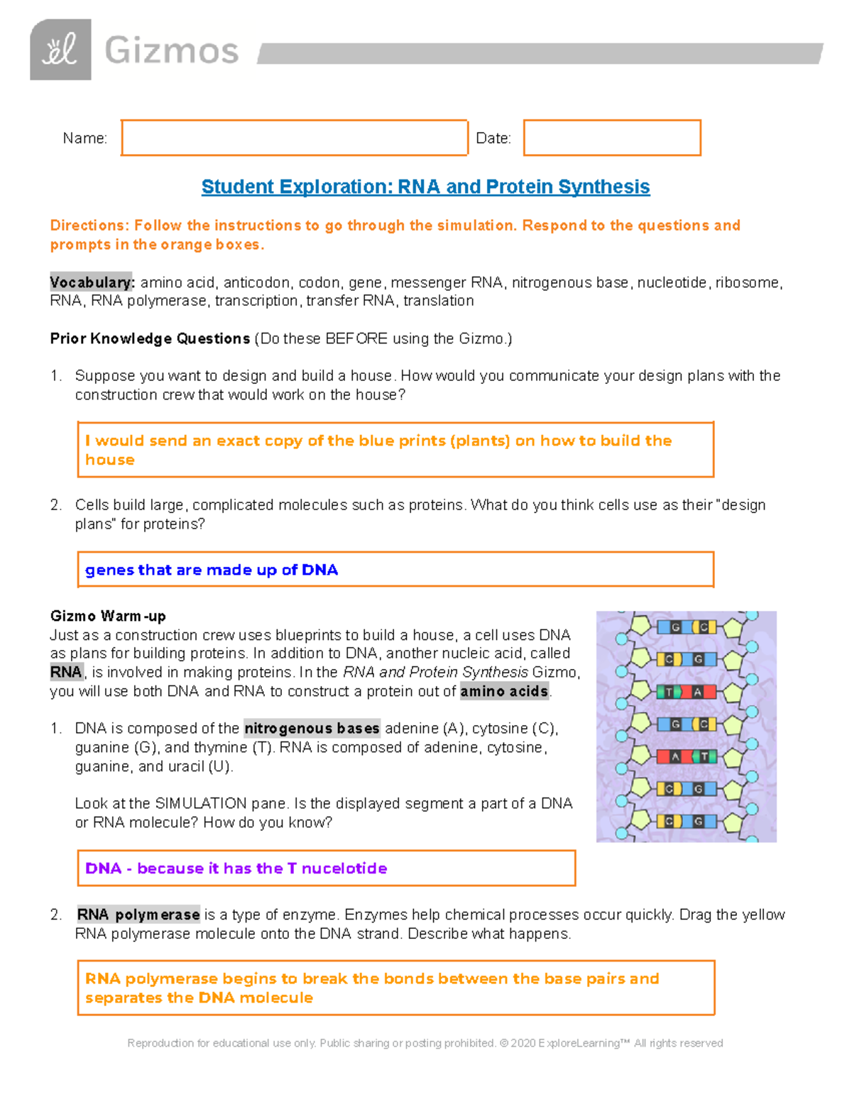 RNA and Protein Synthesis Exploration: Gizmo Assignment - Studocu