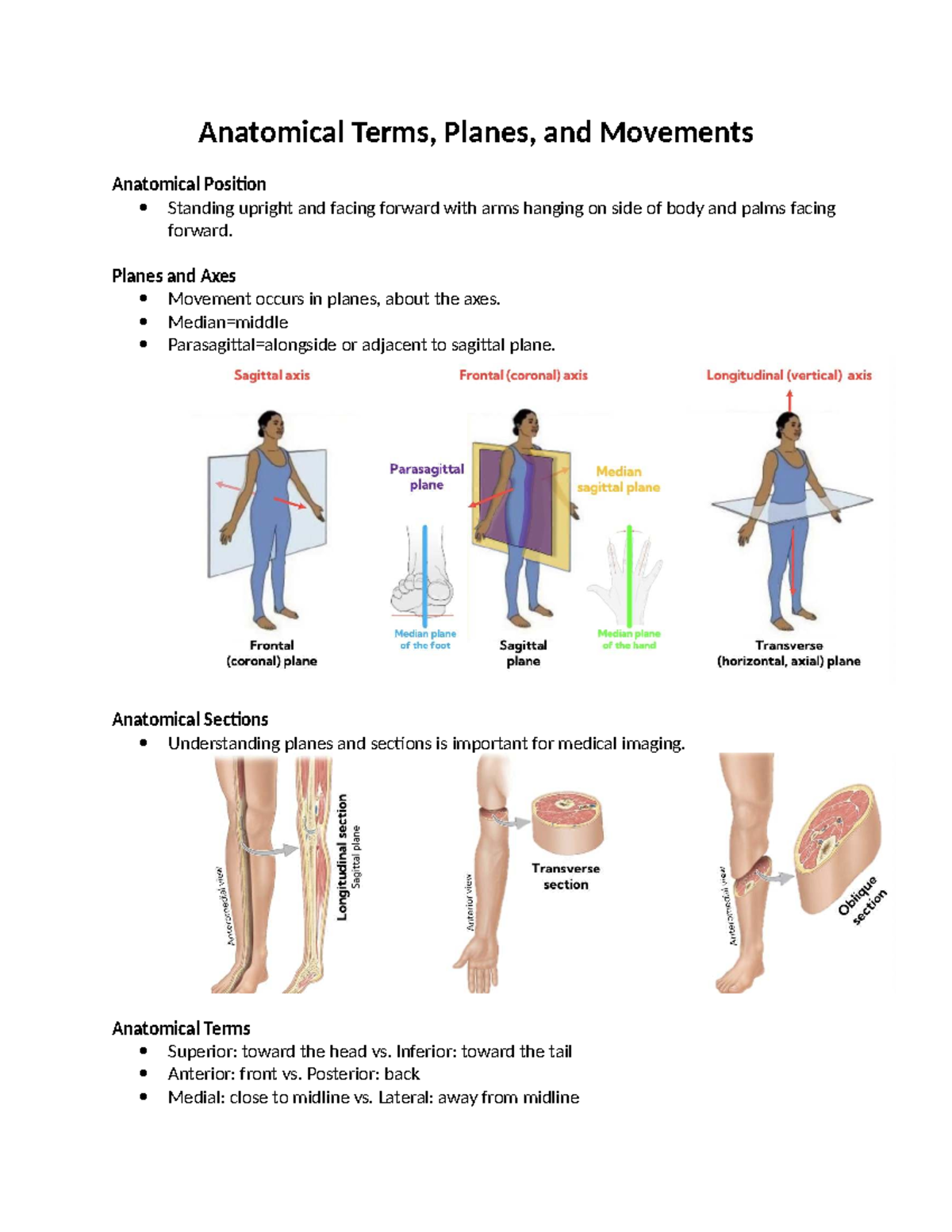 Anatomical Terms, Planes, and Movements - Study Notes - Studocu