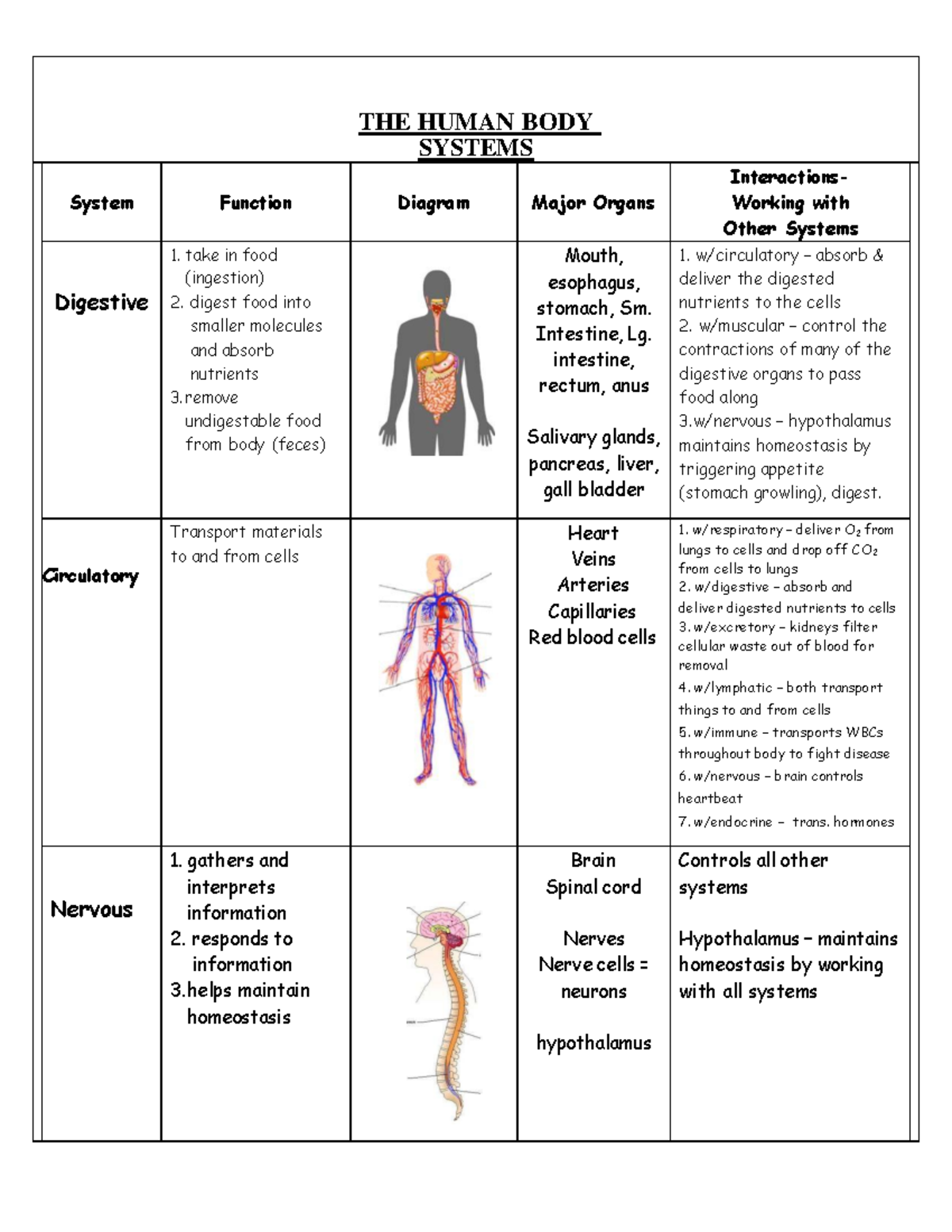 Science Body Systems Overview - Digestive, Circulatory, and More - Studocu