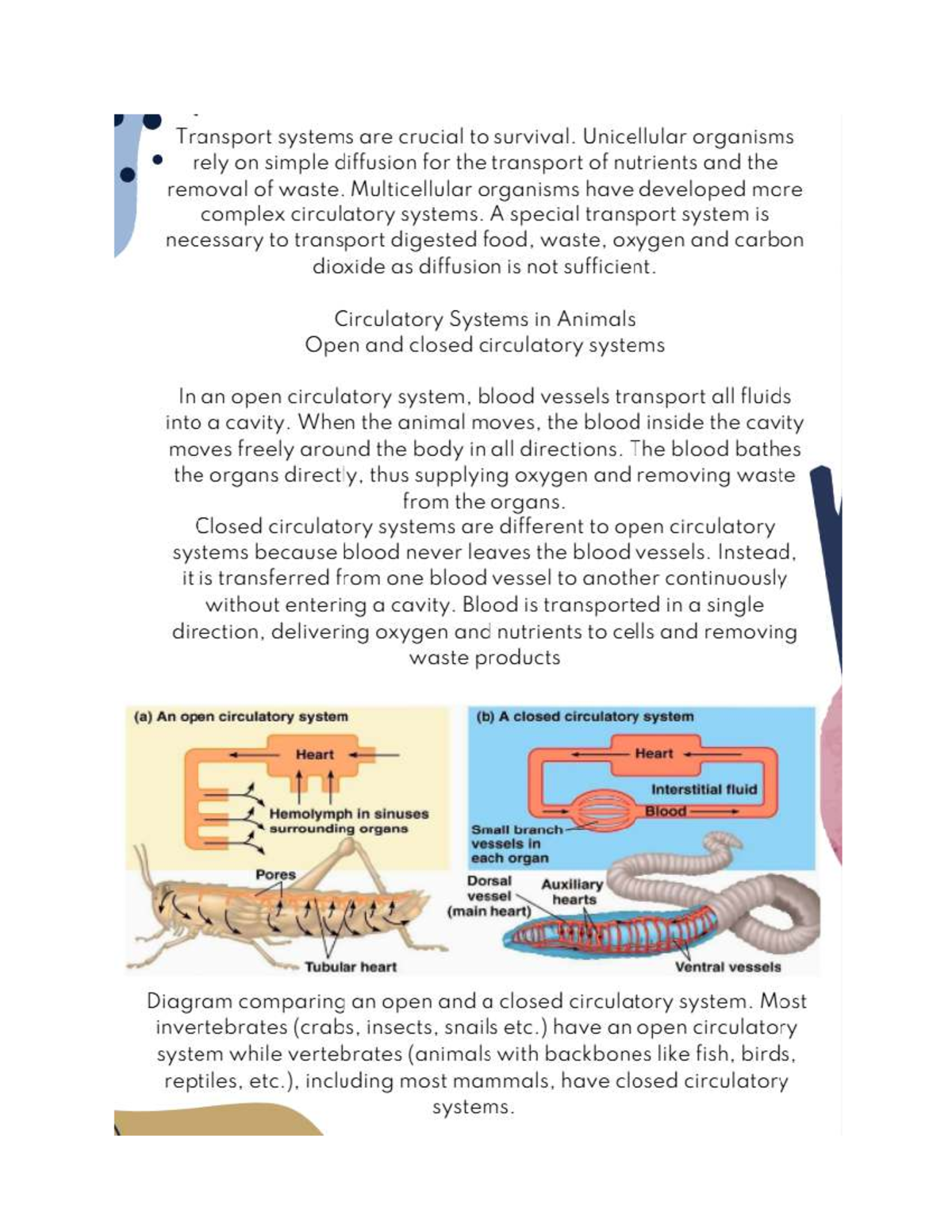 Transport in Mammals: Part 1 - Overview of Circulatory Systems - Studocu