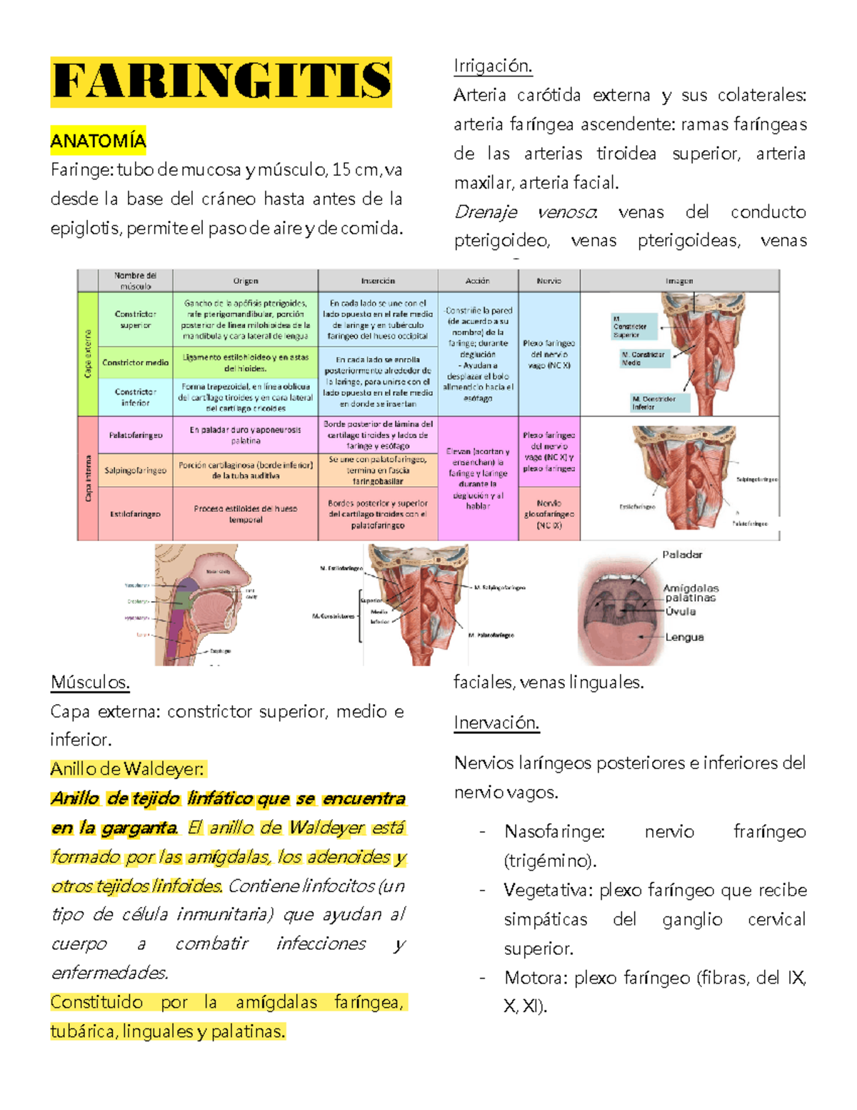 Resumen de Faringitis: Anatomía, Causas y Tratamiento - Studocu