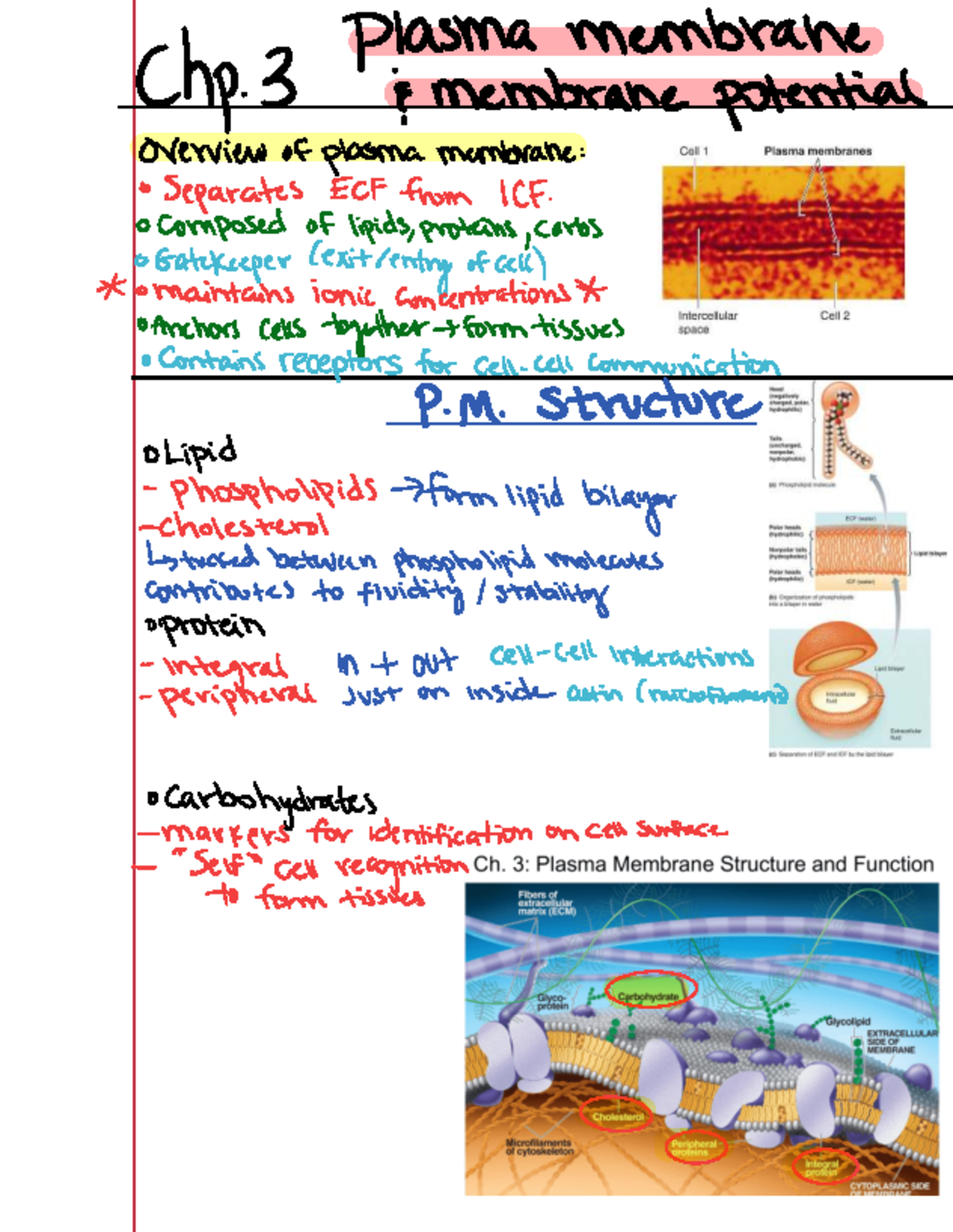 Bio270-physiology 2 - None - plasma membrane ' chp . 3 ↑ membrane ...