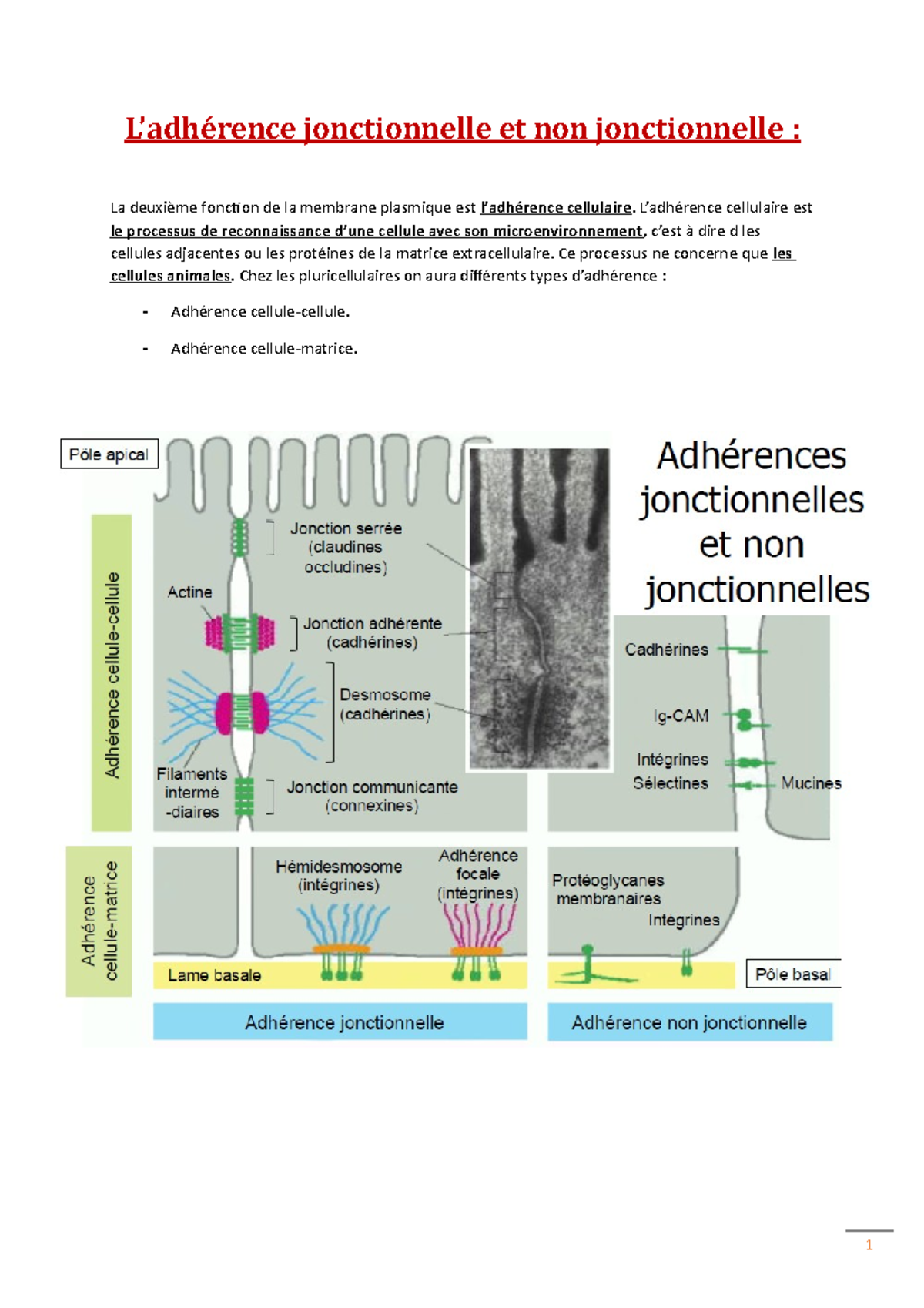Dynamique et Structure des Jonctions Cellulaires : Concepts ...