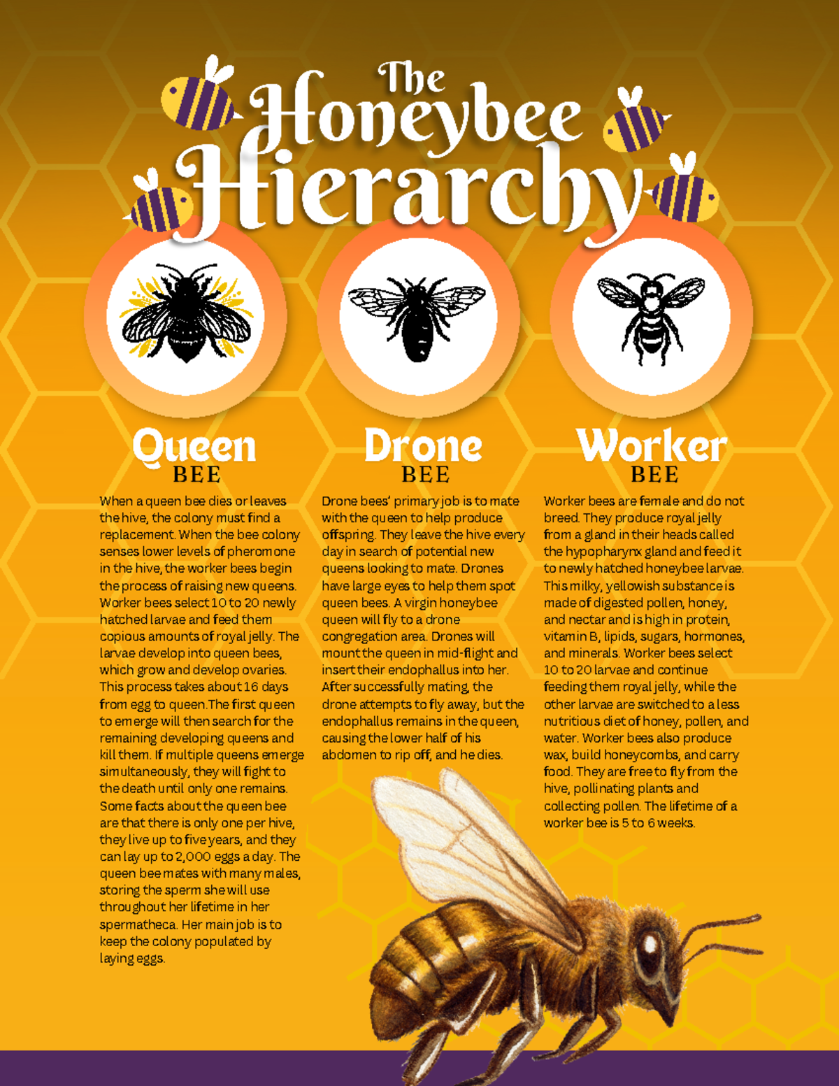 Bee Lifecycle: From Queen Replacement to Worker Duties - Studocu