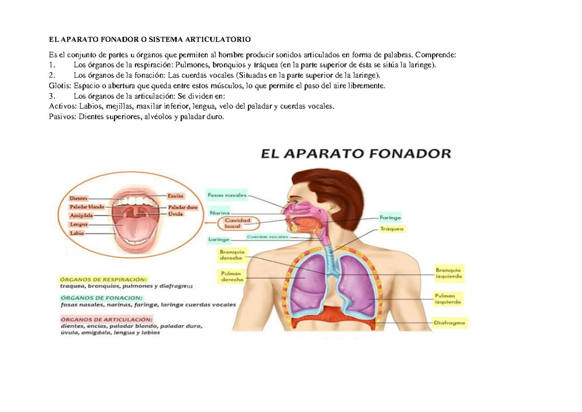 EL Aparato Fonador O Sistema Articulatorio - EL APARATO FONADOR O ...
