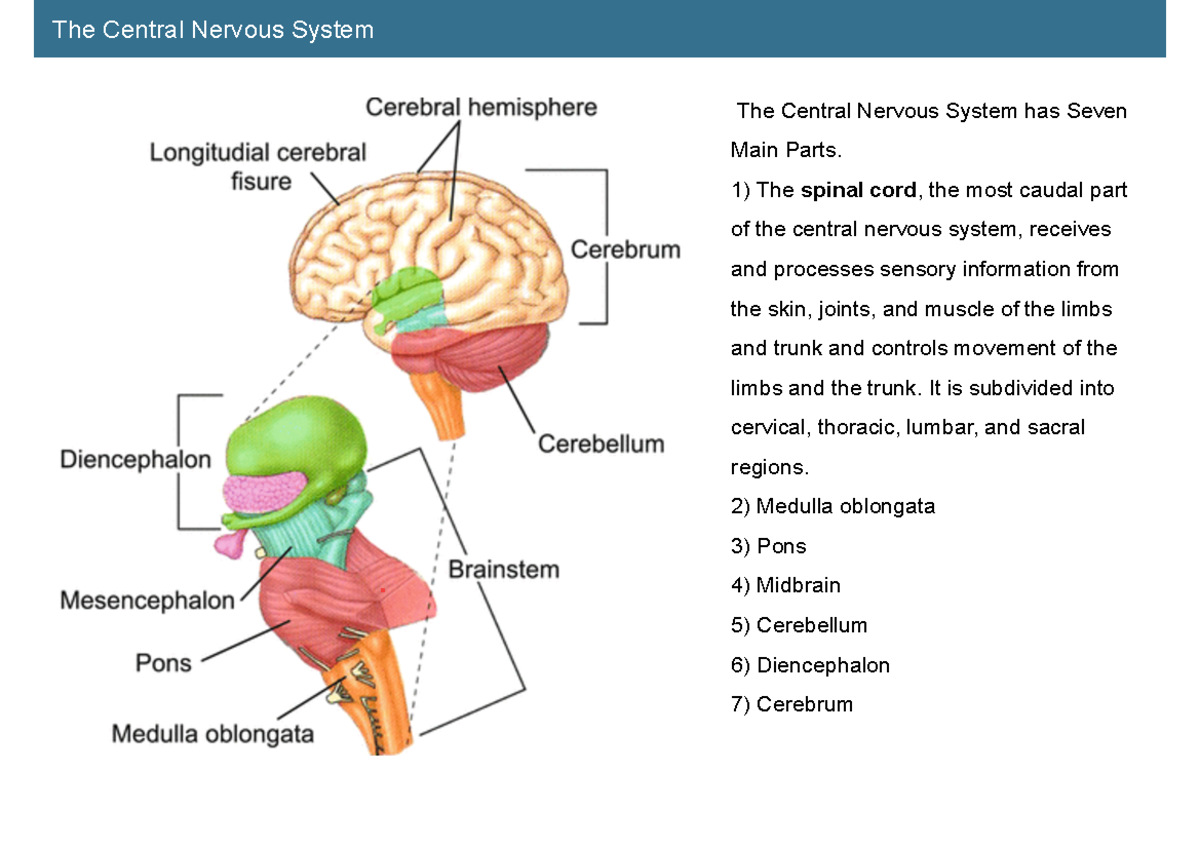 CNS Overview: Key Components & Functions (Course Code: 1st Week) - Studocu