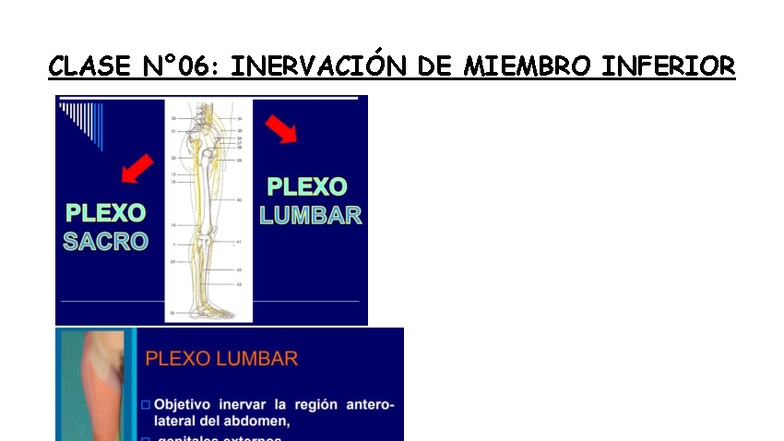 CLASE 6 - INERVACIÓN DEL MIEMBRO INFERIOR (Plexo Lumbar) - Studocu