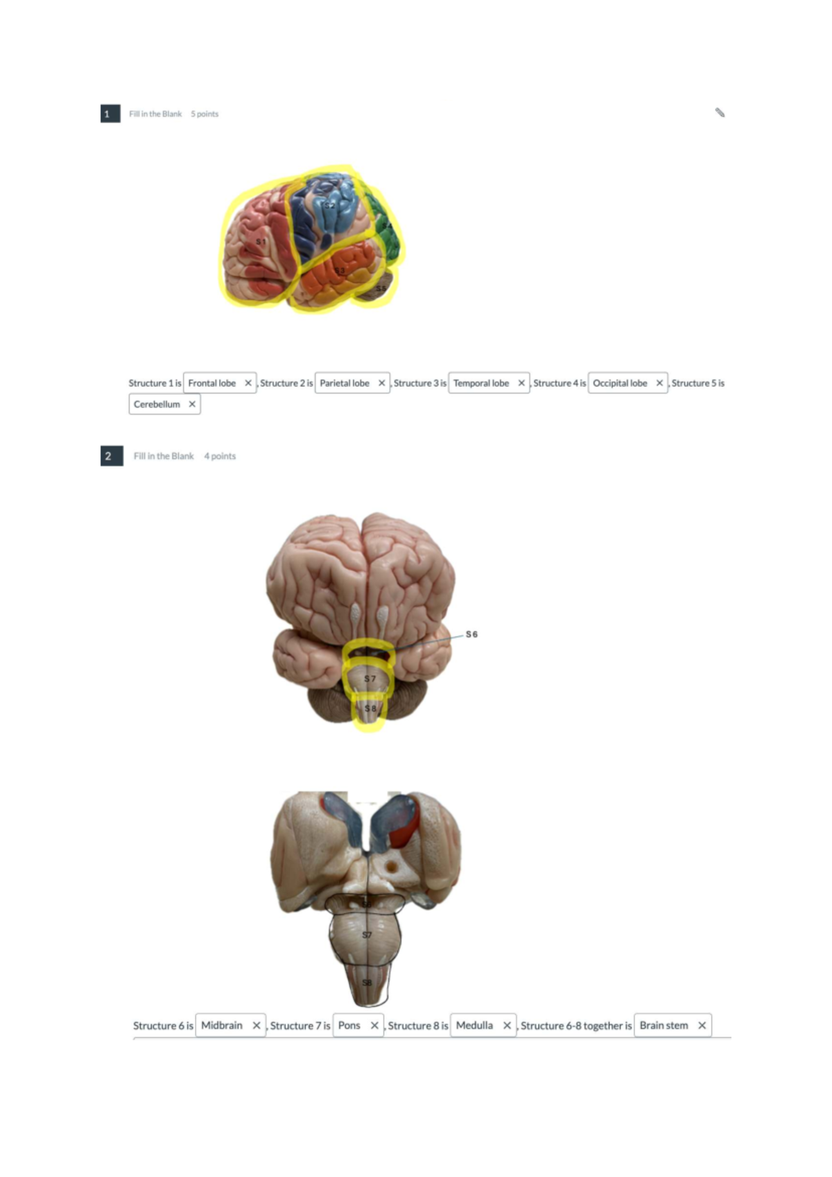 Anatomy Activity Answers: Brain Structures & Functions - Studocu