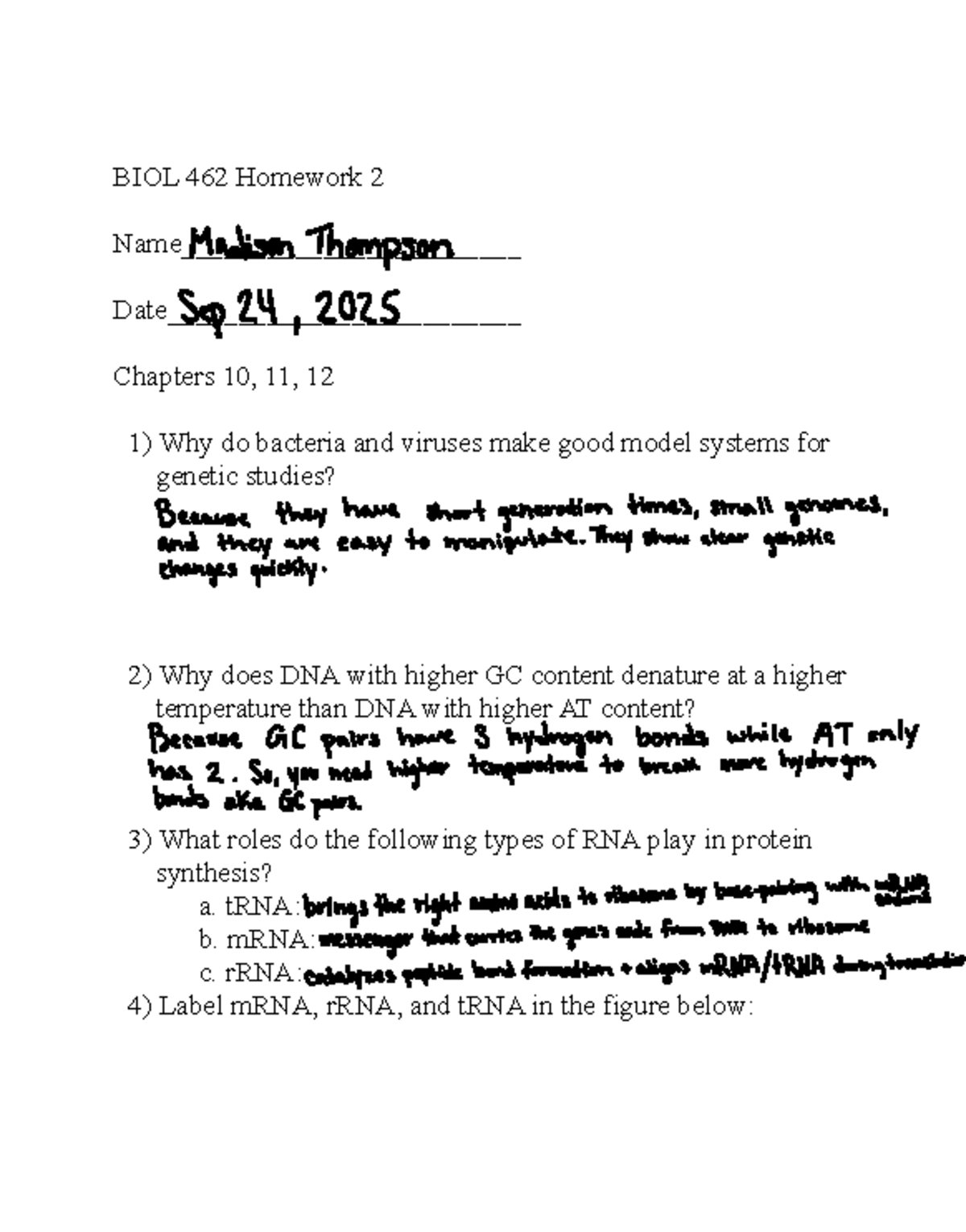 BIOL 462 Homework 2: Genetics Study Questions (Chapters 10-12) - Studocu
