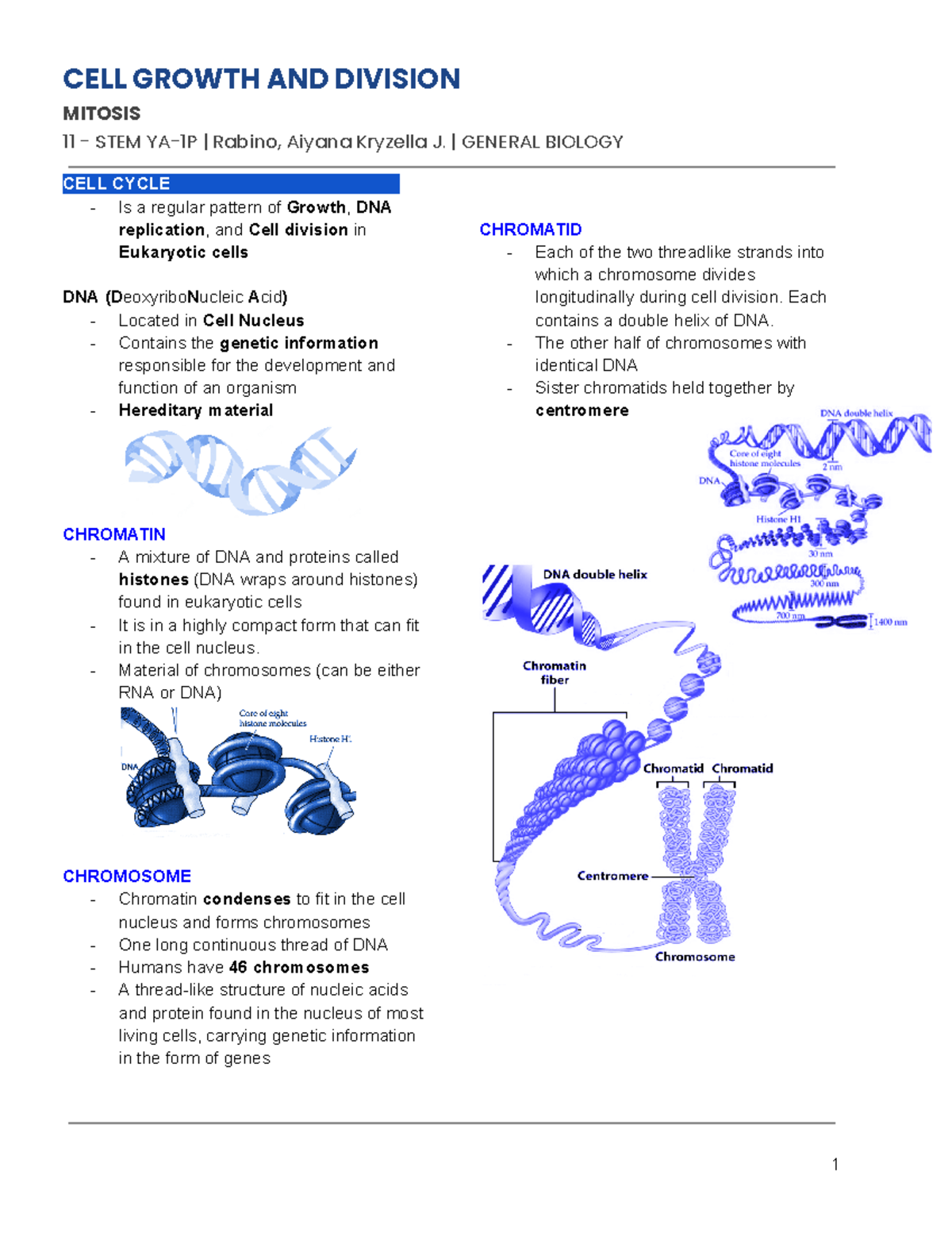 Understanding Mitosis: Cell Division Review for 11 - STEM YA-1P - Studocu